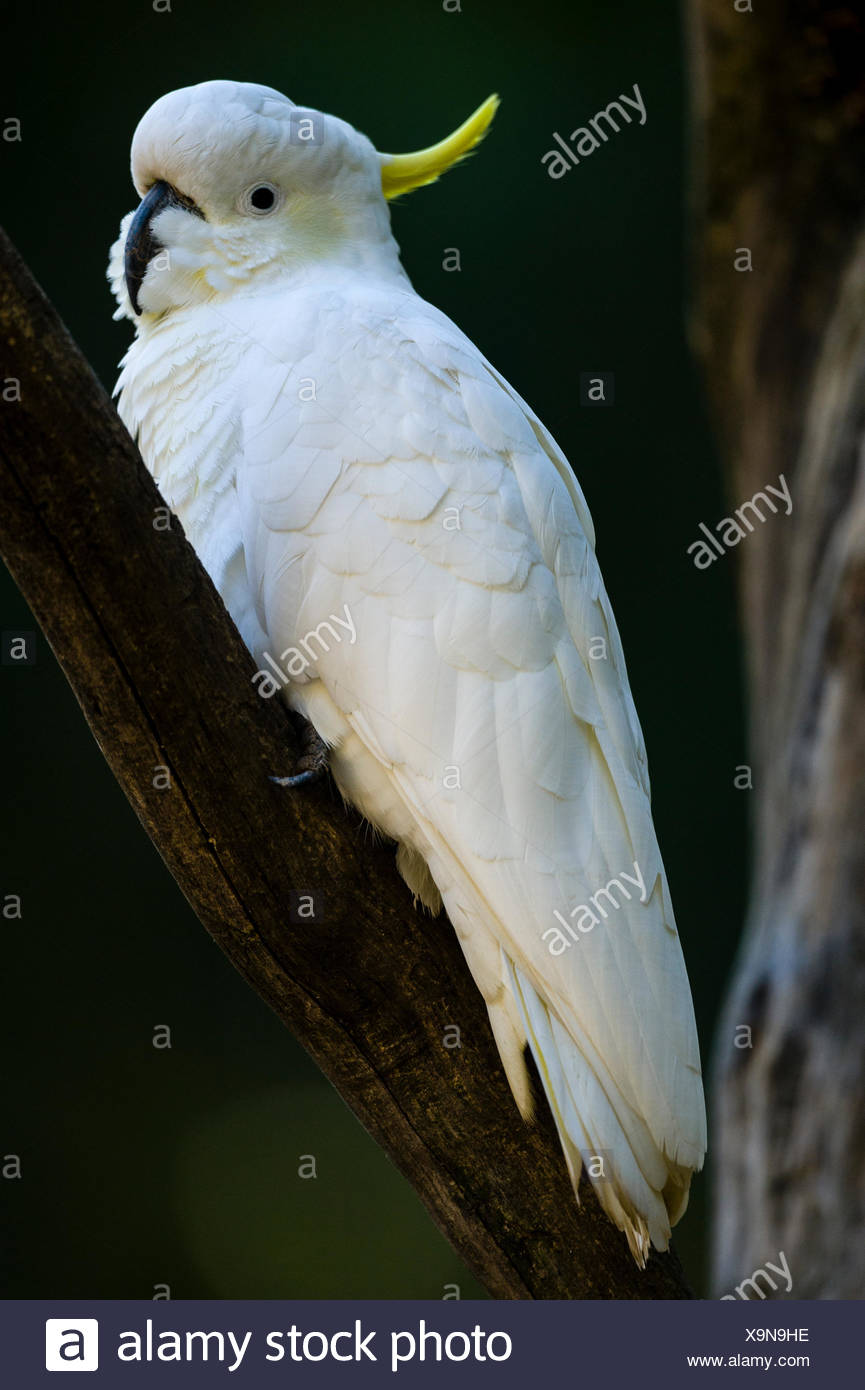 Sulphur Crested Cockatoo Stock Photos & Sulphur Crested Cockatoo Stock ...