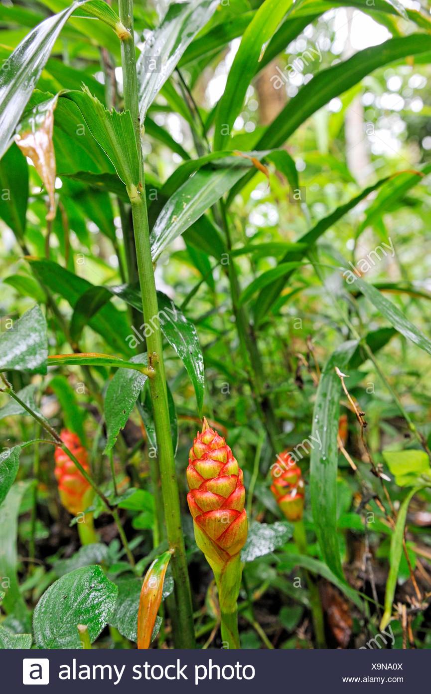 Cardamom Plant India High Resolution Stock Photography and Images - Alamy