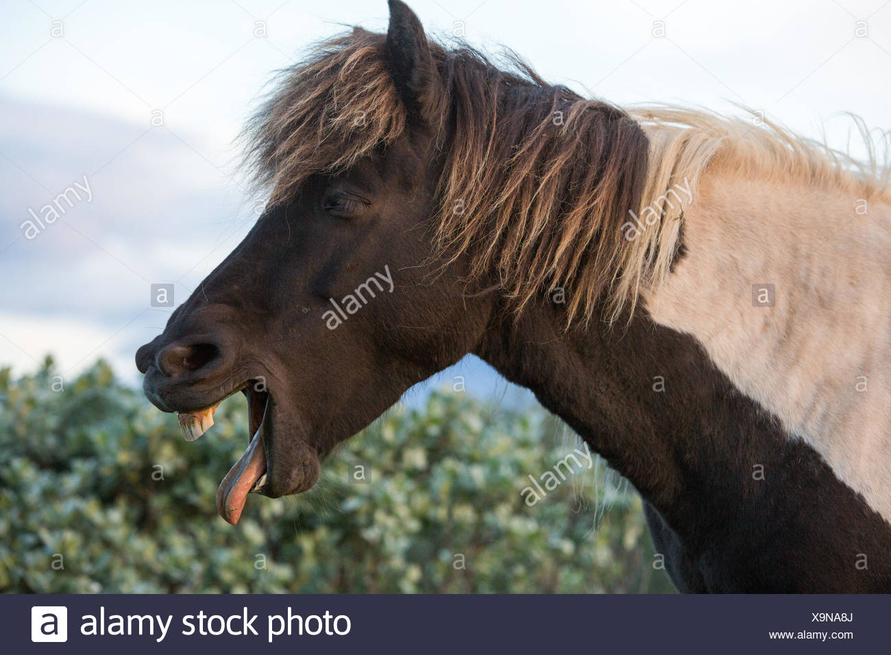 Horse Mouth Open High Resolution Stock Photography and Images - Alamy