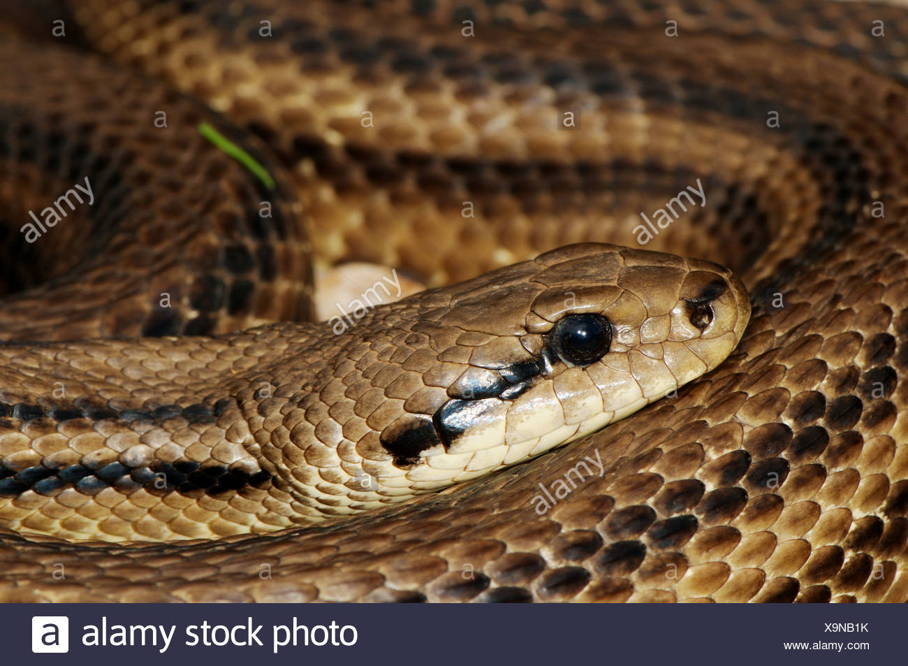 Elaphe Quatuorlineata Stock Photos & Elaphe Quatuorlineata Stock Images ...