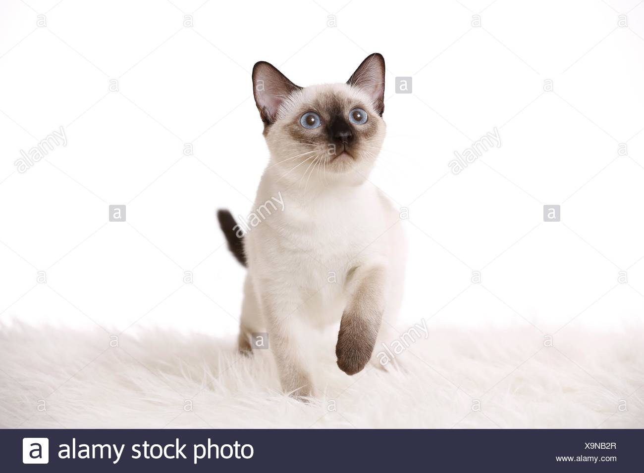 Siamese Cats High Resolution Stock Photography and Images - Alamy