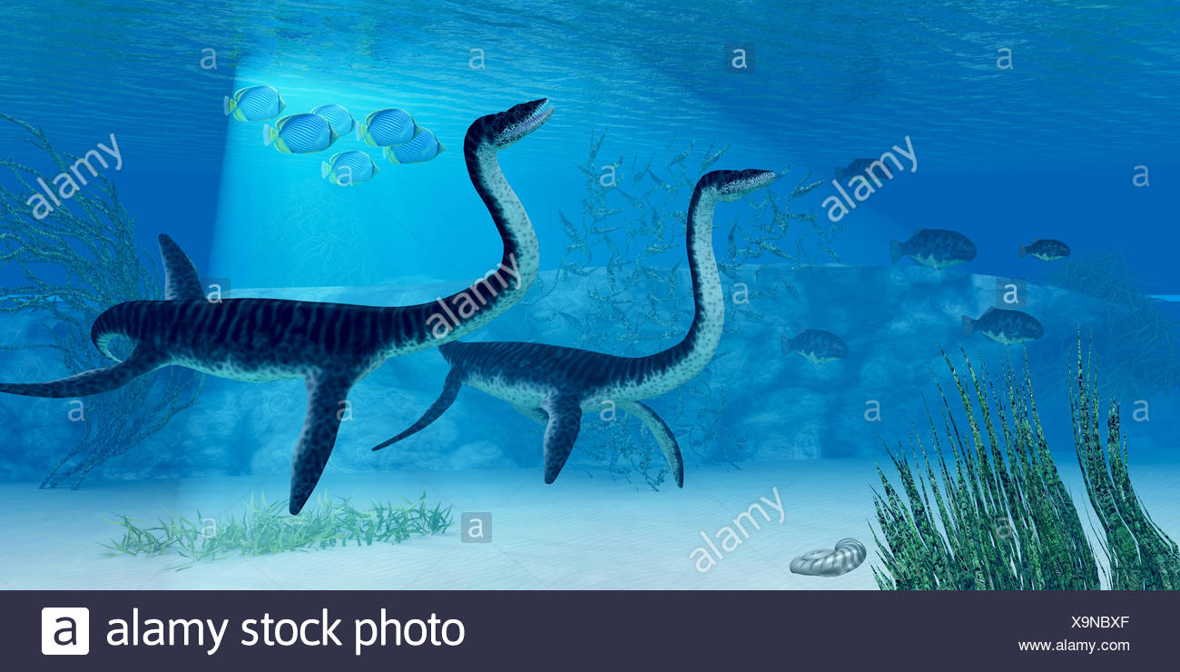 Plesiosaurus Fossil Stock Photos & Plesiosaurus Fossil Stock Images - Alamy