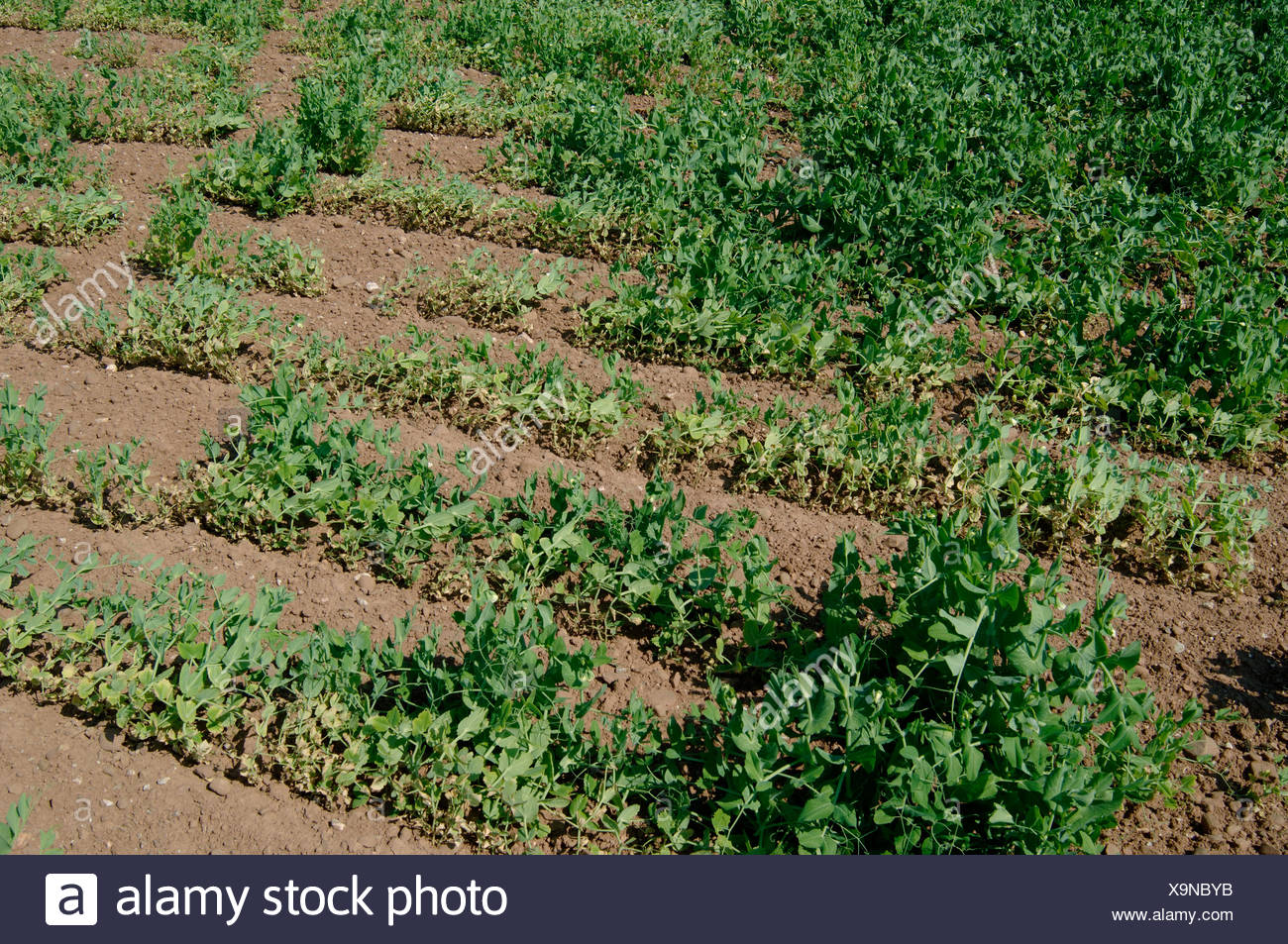Eelworm Damage High Resolution Stock Photography and Images - Alamy
