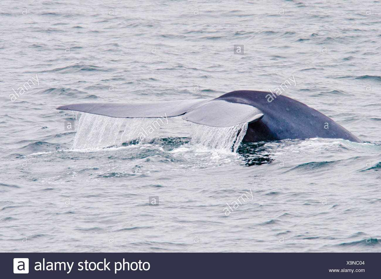 Blue Whale Balaenoptera Musculus High Resolution Stock Photography and ...