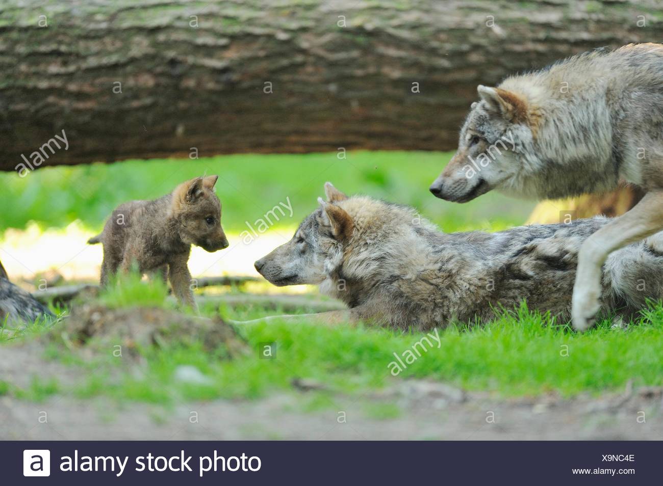 Wolf Family High Resolution Stock Photography and Images - Alamy