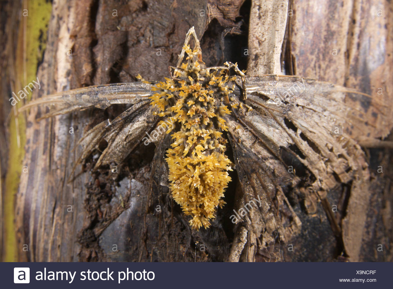 Endoparasitoids High Resolution Stock Photography and Images - Alamy