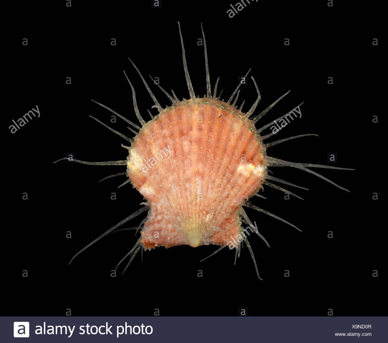 Aequipecten High Resolution Stock Photography and Images - Alamy