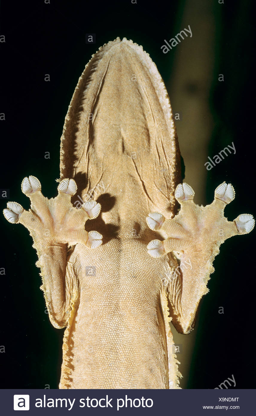 Gecko Feet High Resolution Stock Photography and Images - Alamy