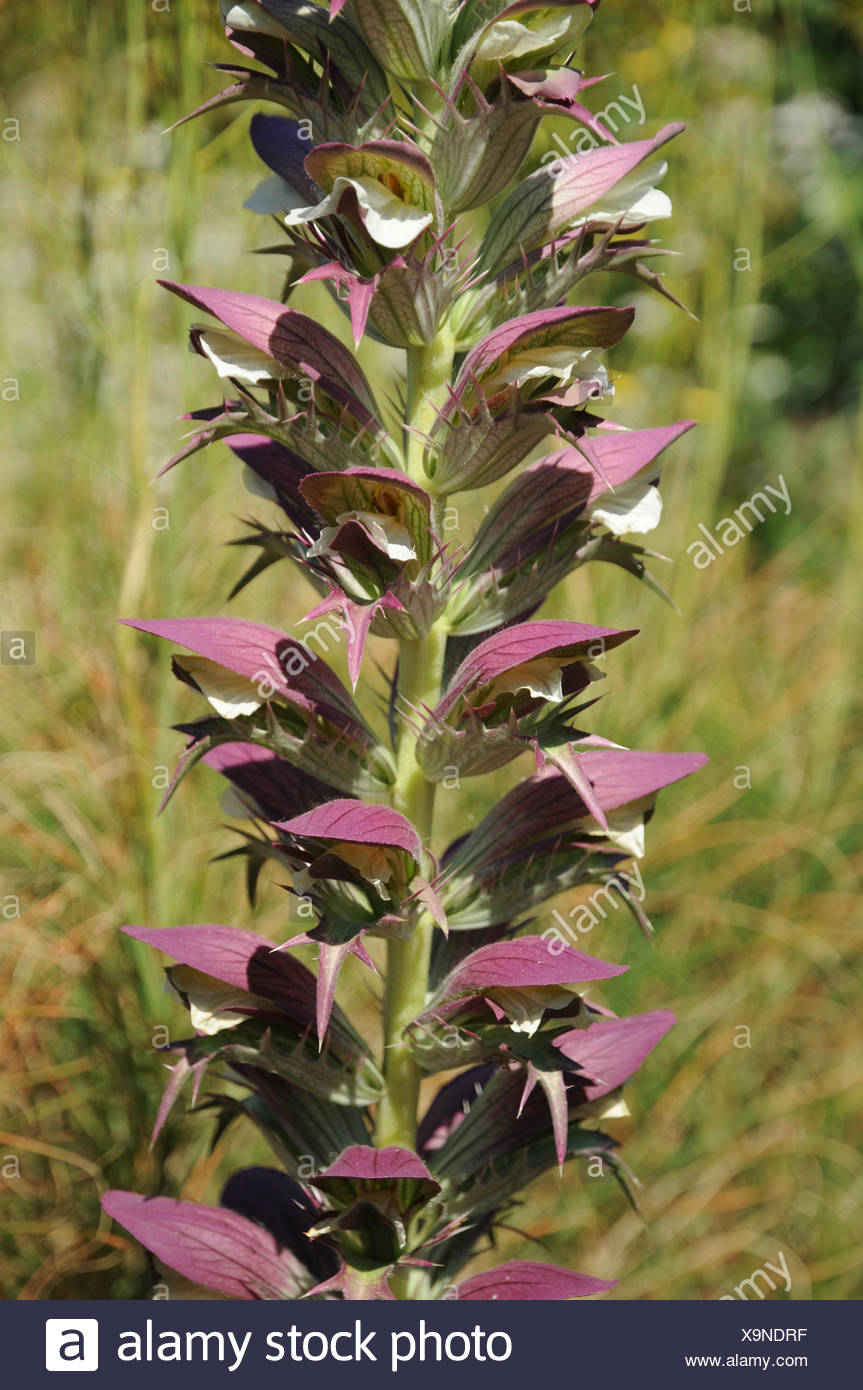 Bear's Breeches High Resolution Stock Photography and Images - Alamy