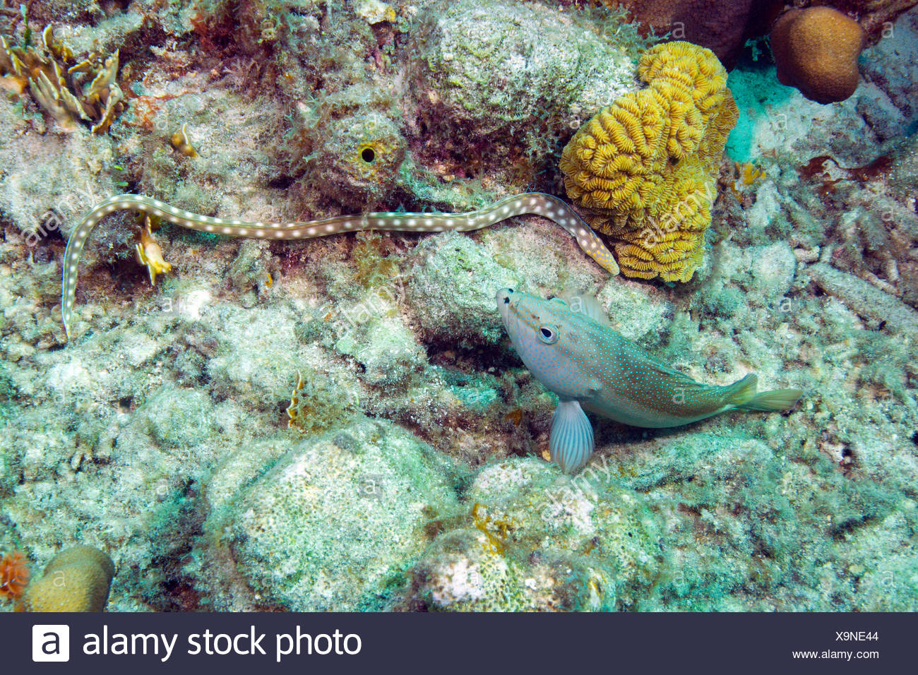 Myrichthys Breviceps High Resolution Stock Photography and Images - Alamy