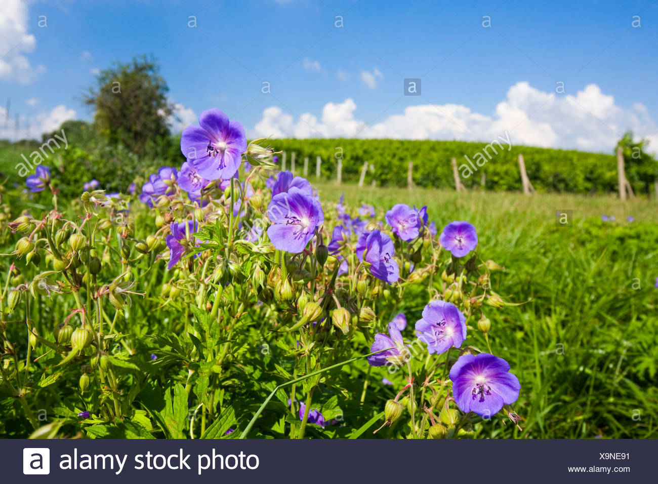 South Moravia Czech Flower Stock Photos & South Moravia Czech Flower ...