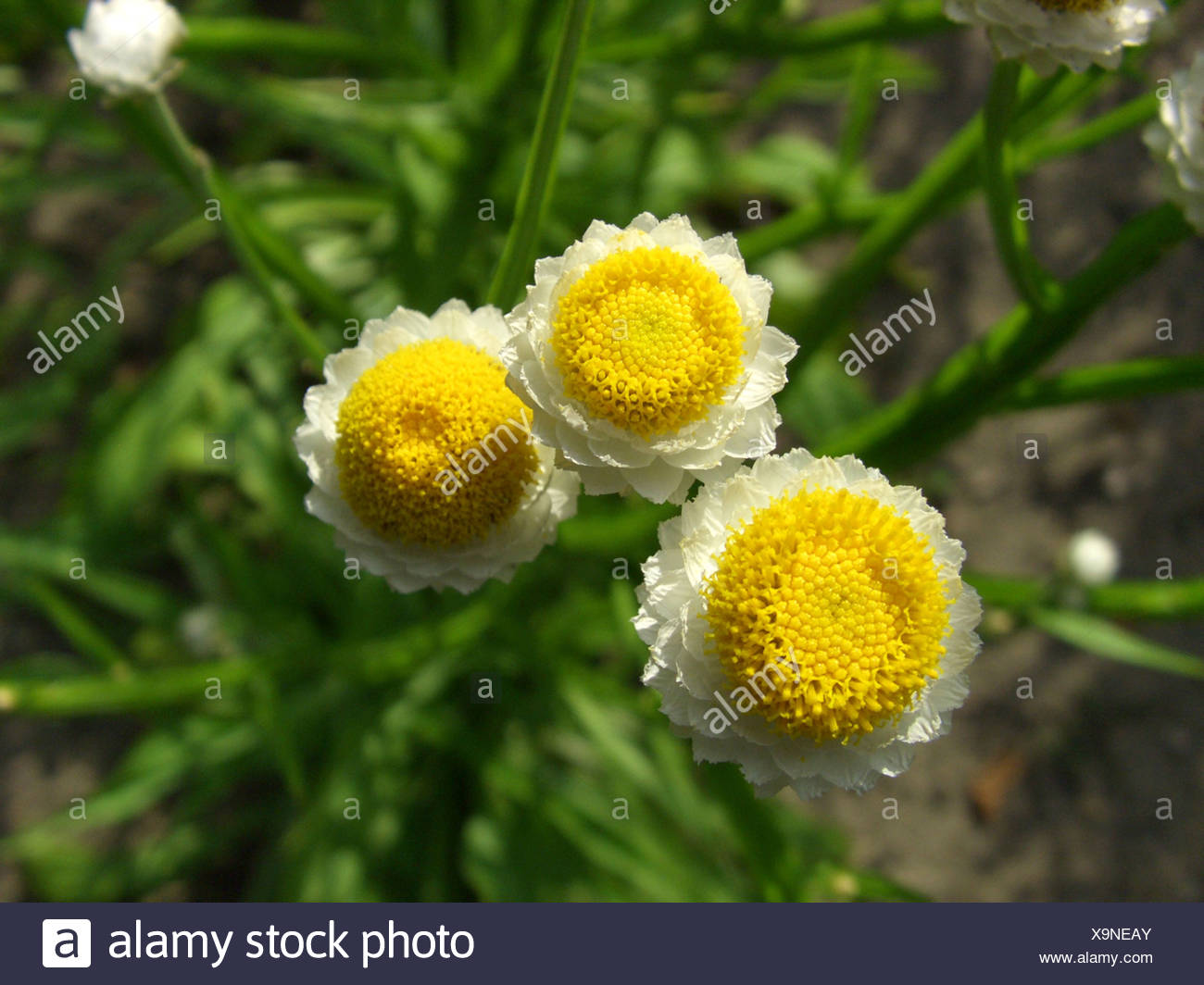 Ammobium Alatum Var Grandiflorum High Resolution Stock Photography and ...
