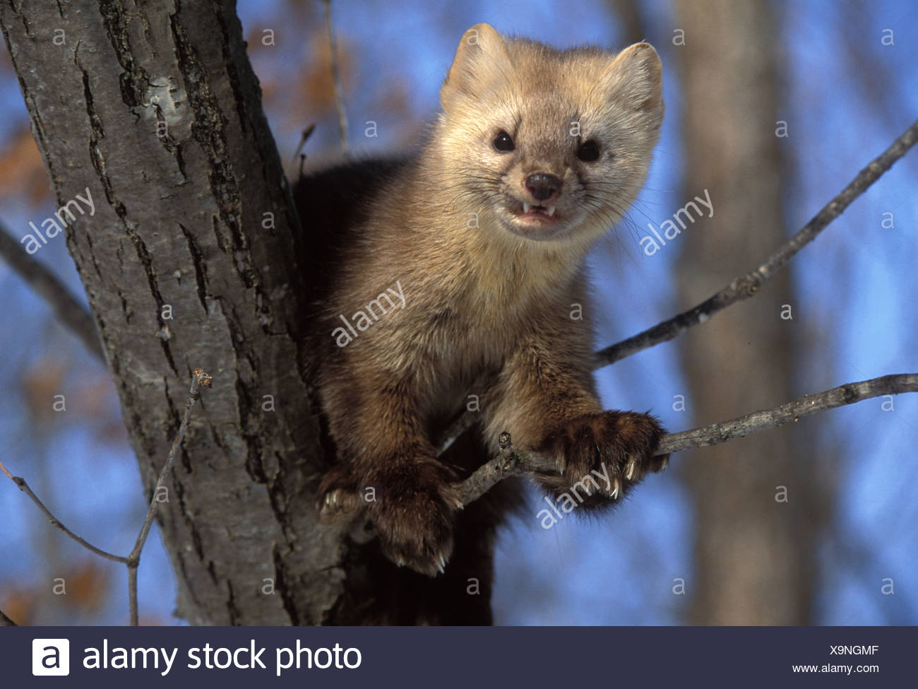 Sable Martes Zibellina High Resolution Stock Photography and Images - Alamy
