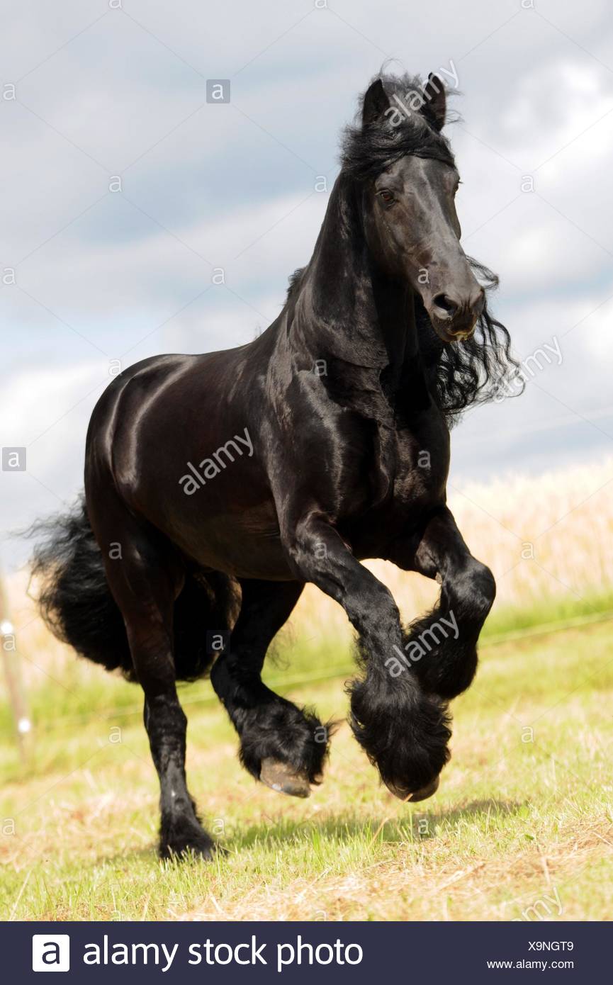 Friesian Friesians Horse Horses High Resolution Stock Photography and ...