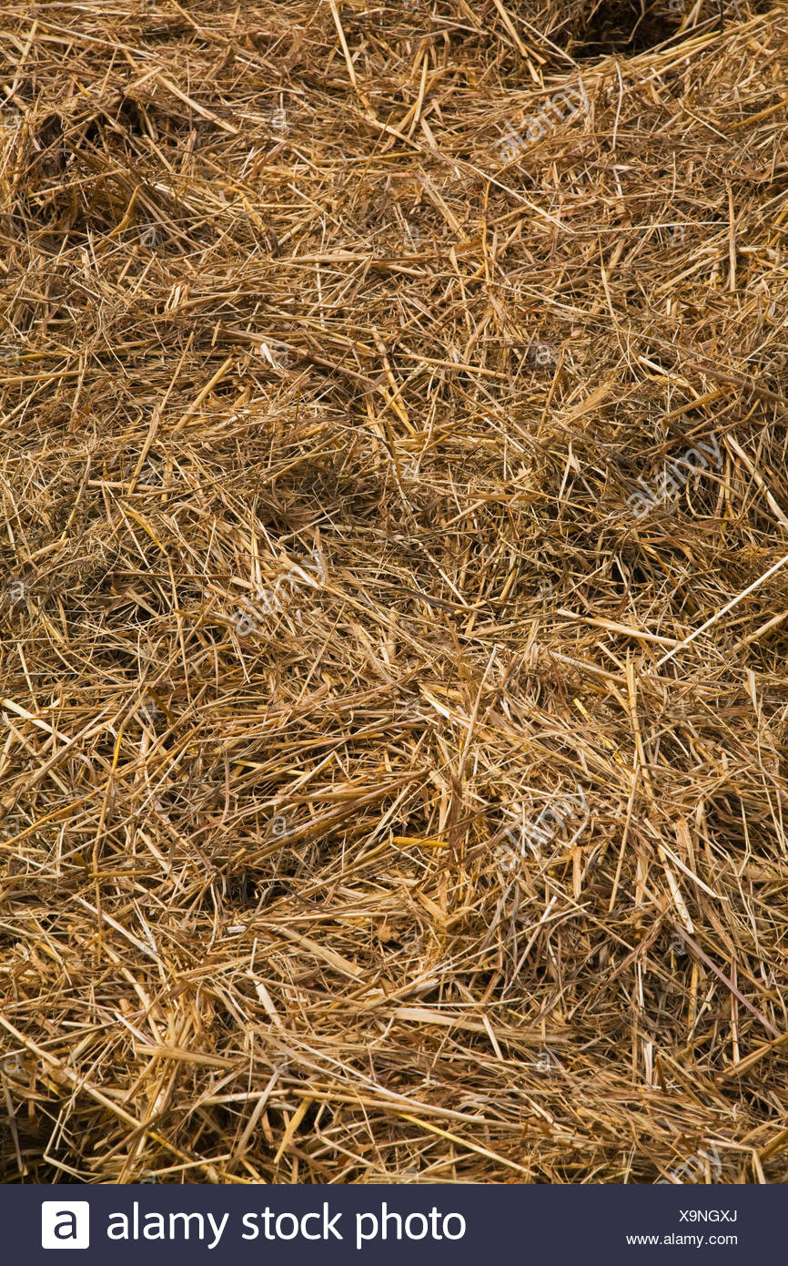 Pile Of Hay High Resolution Stock Photography and Images - Alamy