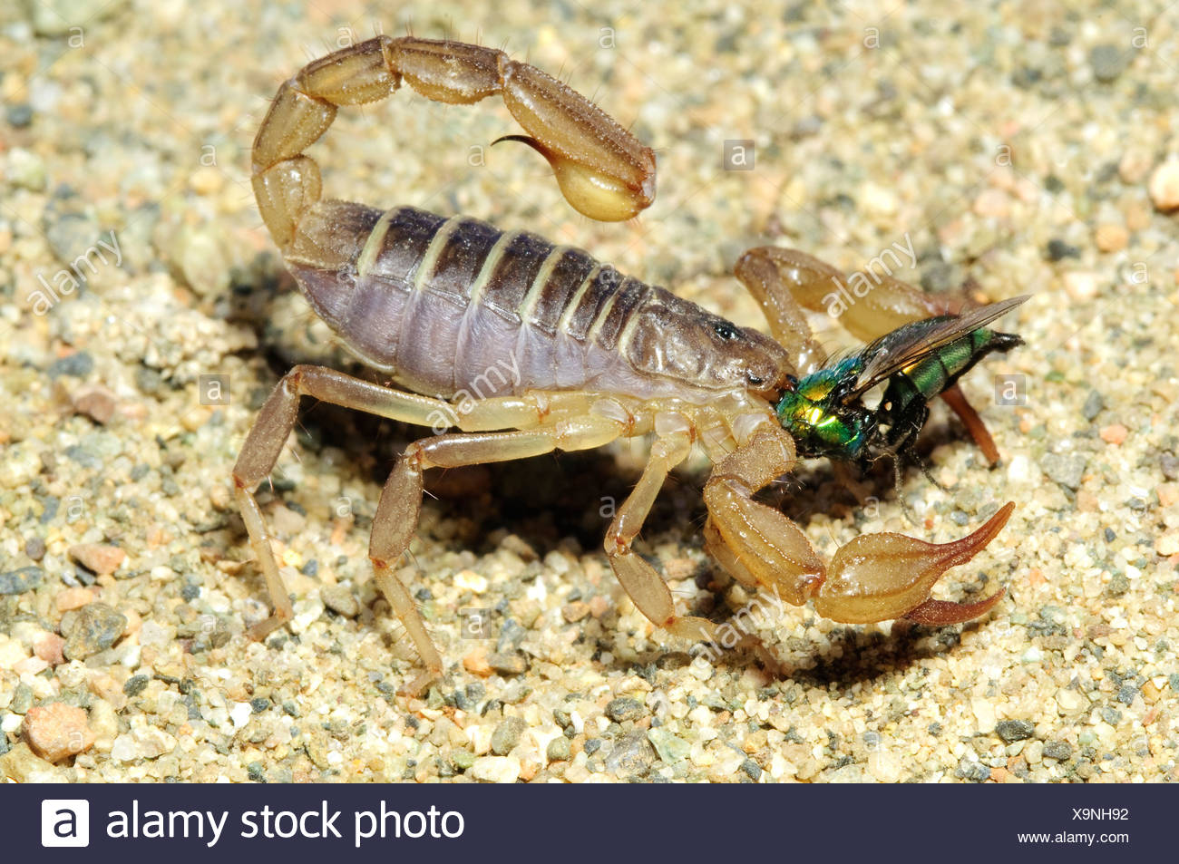 Scorpion Eating High Resolution Stock Photography and Images - Alamy