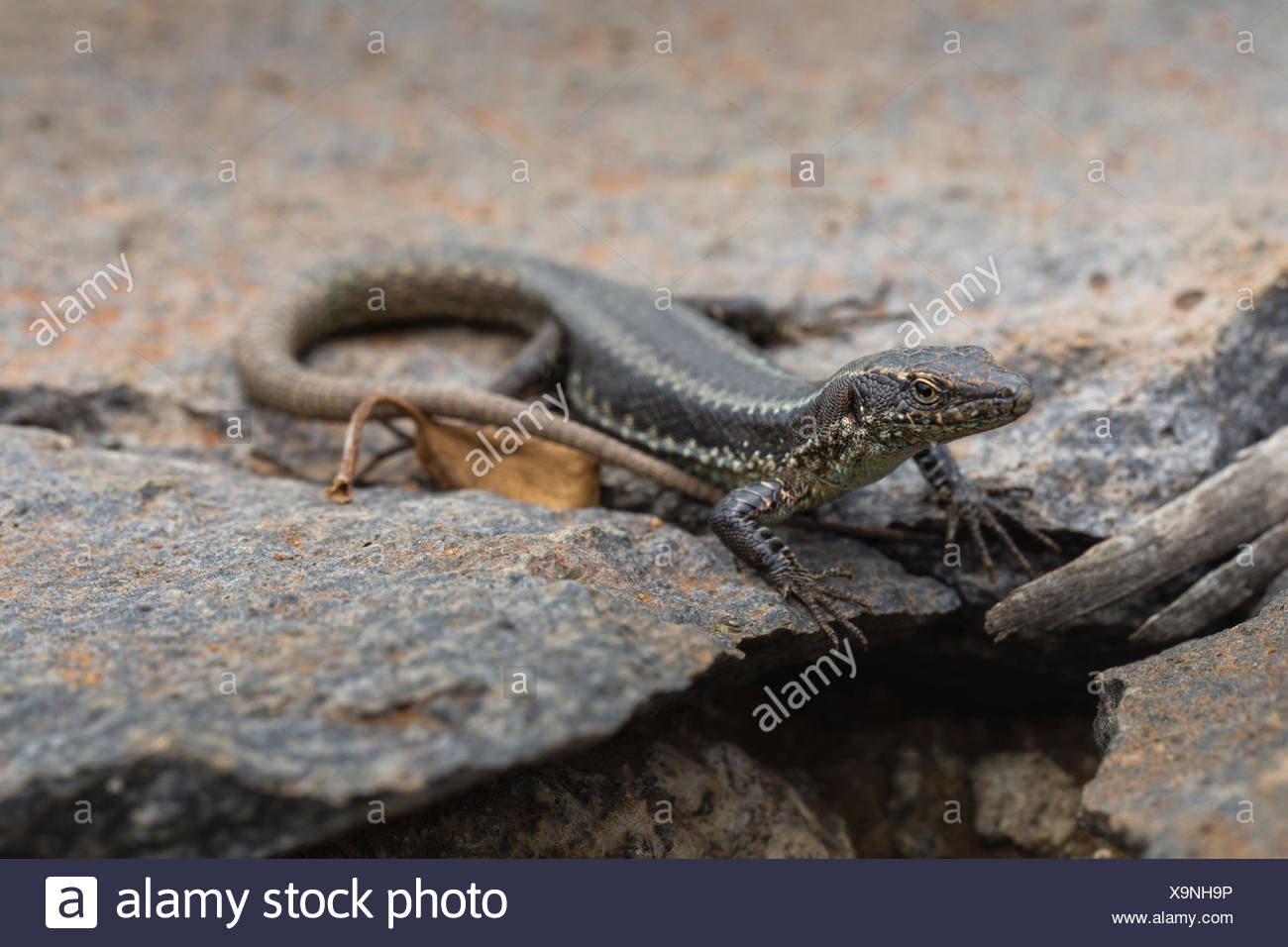 Madeira Wall Lizard High Resolution Stock Photography and Images - Alamy
