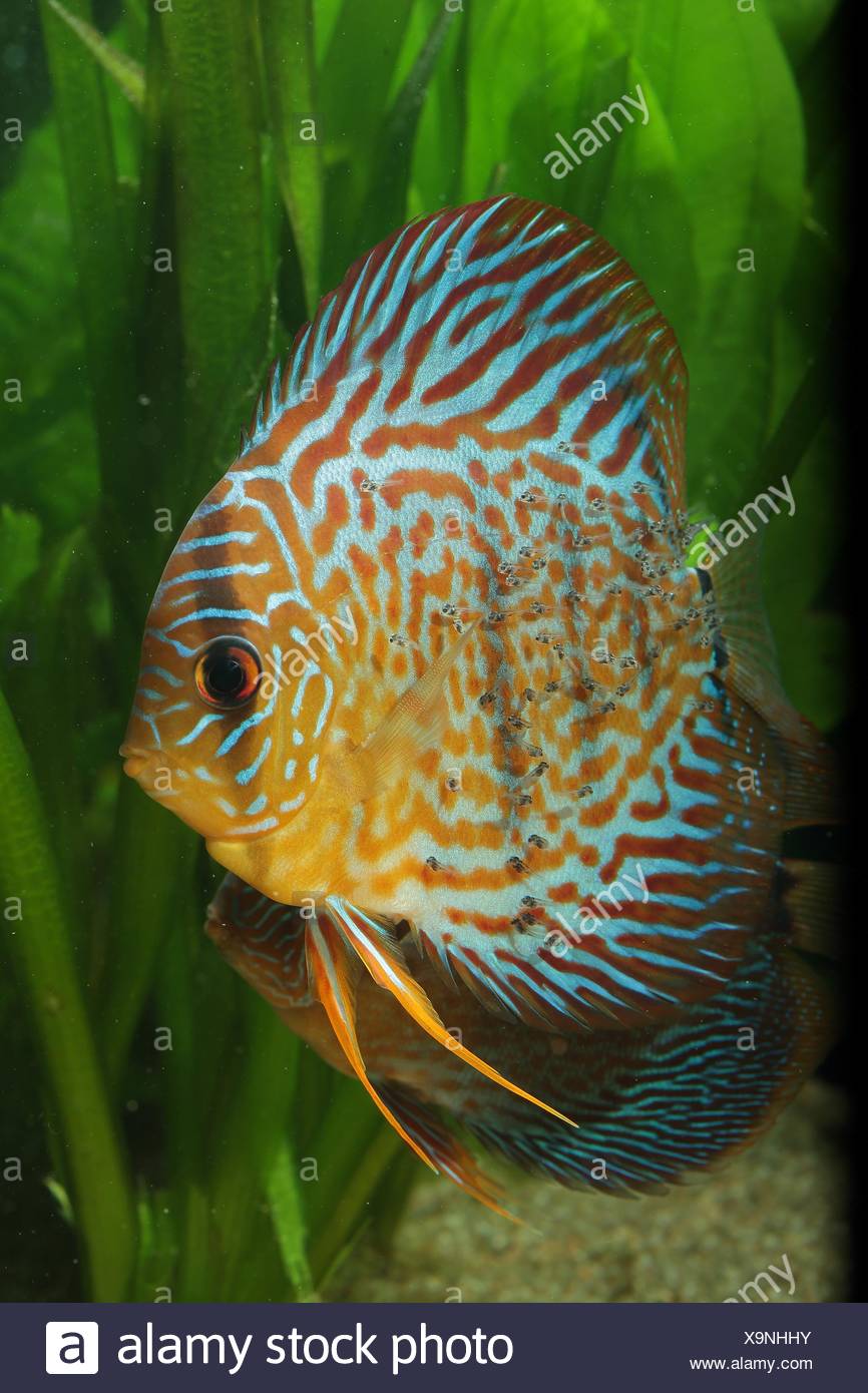 Symphysodon Discus Young High Resolution Stock Photography and Images ... Symphysodon Discus Young High Resolution Stock Photography and Images ...