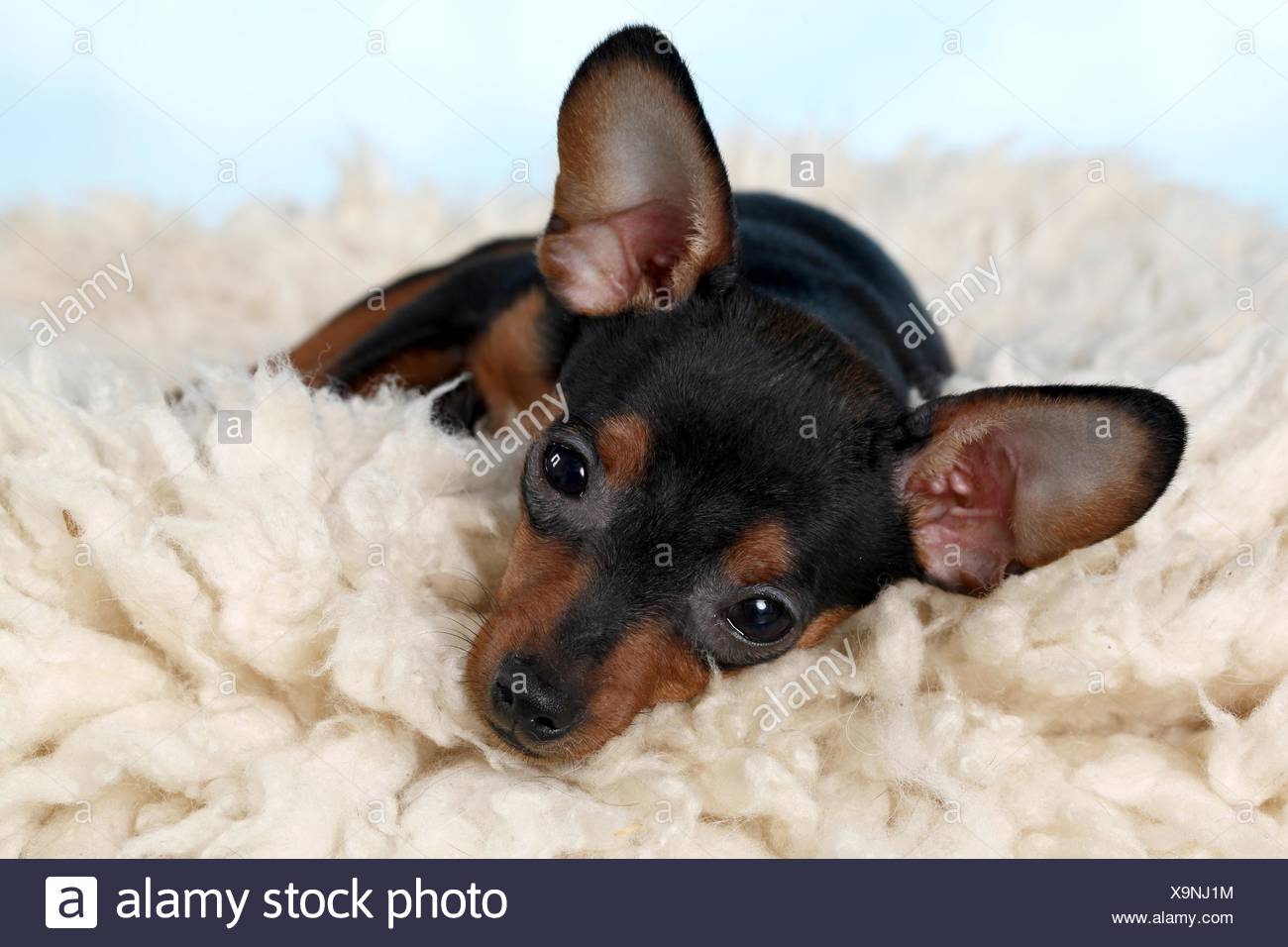 Prague Rattler High Resolution Stock Photography and Images - Alamy