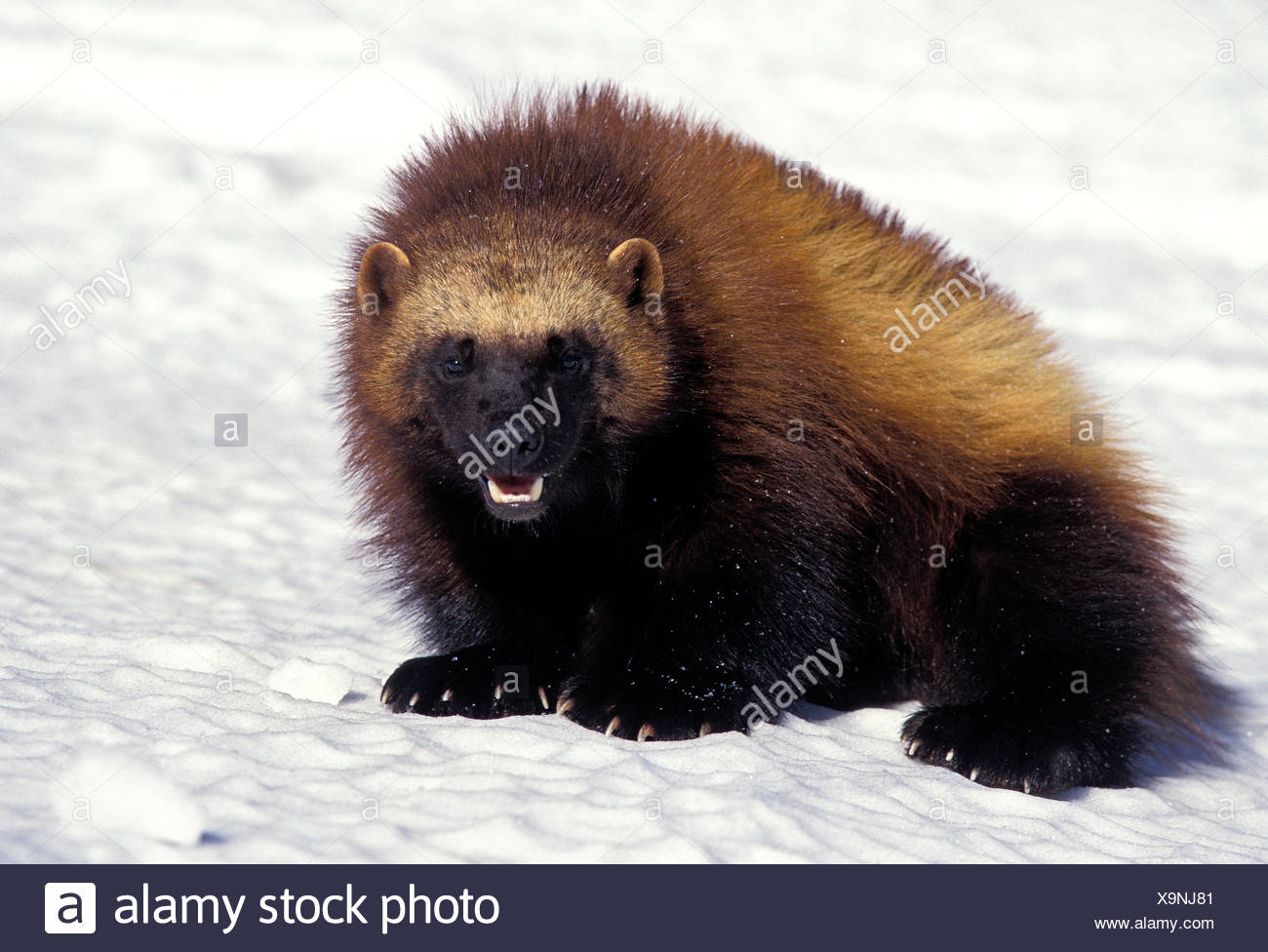 North American Wolverine Gulo Gulo Luscus High Resolution Stock ...