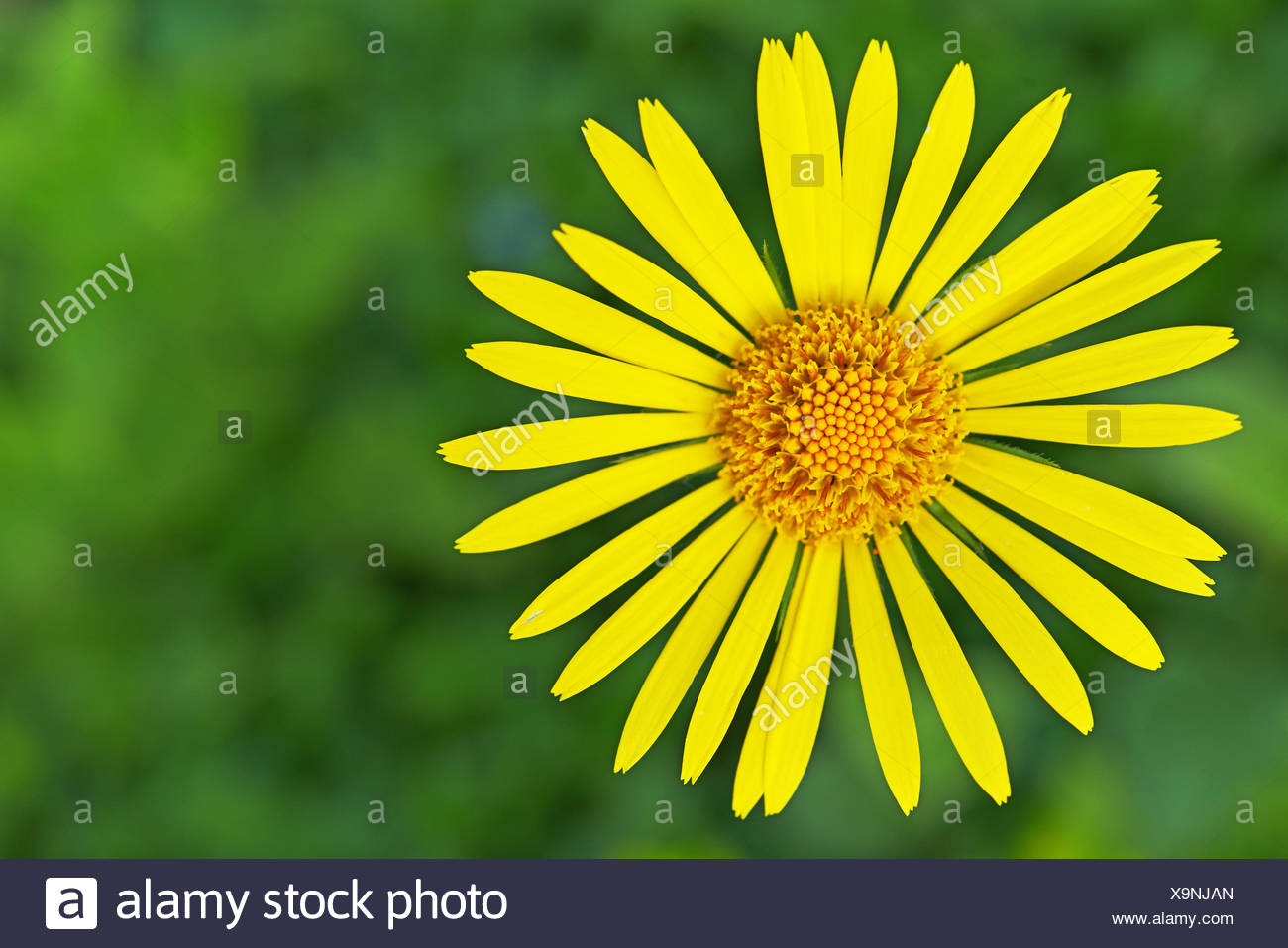 Doronicum Grandiflorum Stock Photos & Doronicum Grandiflorum Stock ...