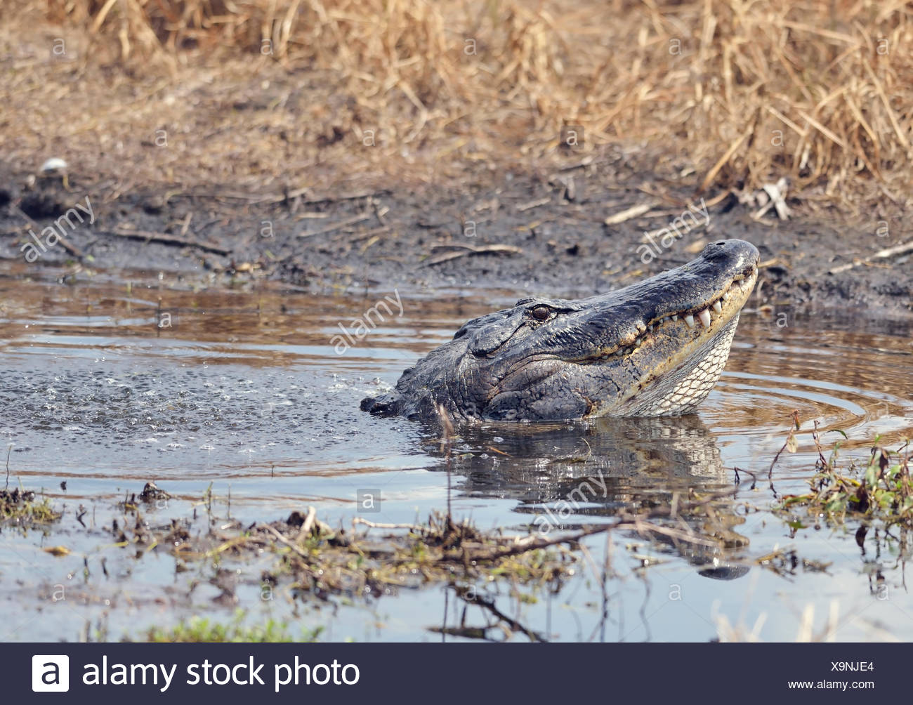Bull Alligator High Resolution Stock Photography and Images - Alamy