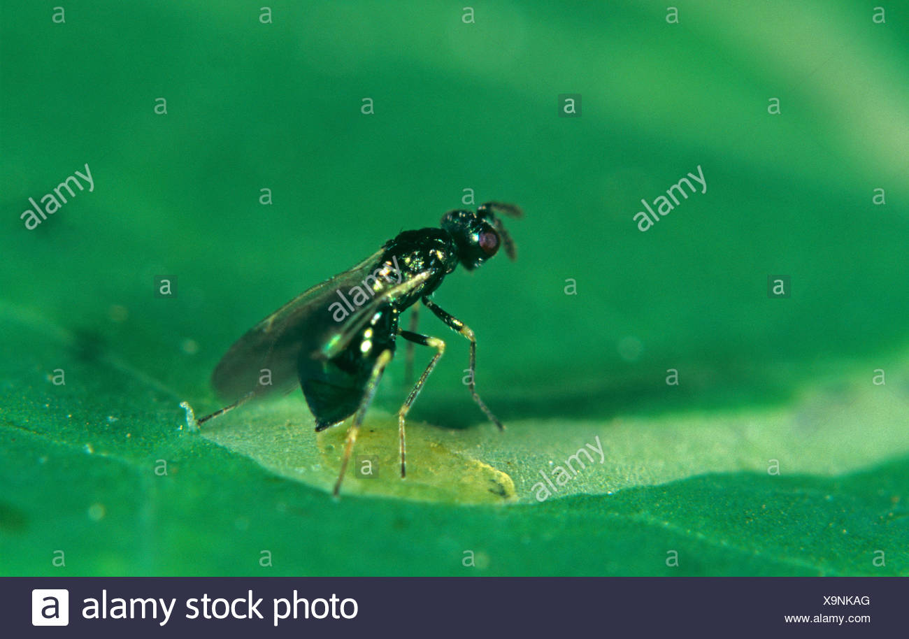 Egg Parasite Stock Photos & Egg Parasite Stock Images - Alamy