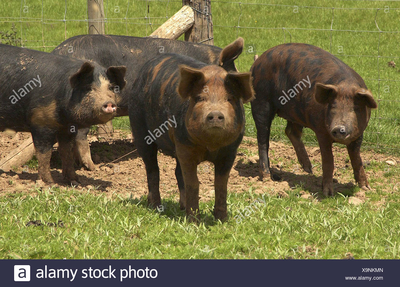 Duroc High Resolution Stock Photography and Images - Alamy