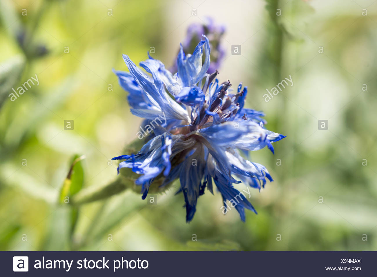 Blue Cornflower High Resolution Stock Photography and Images - Alamy