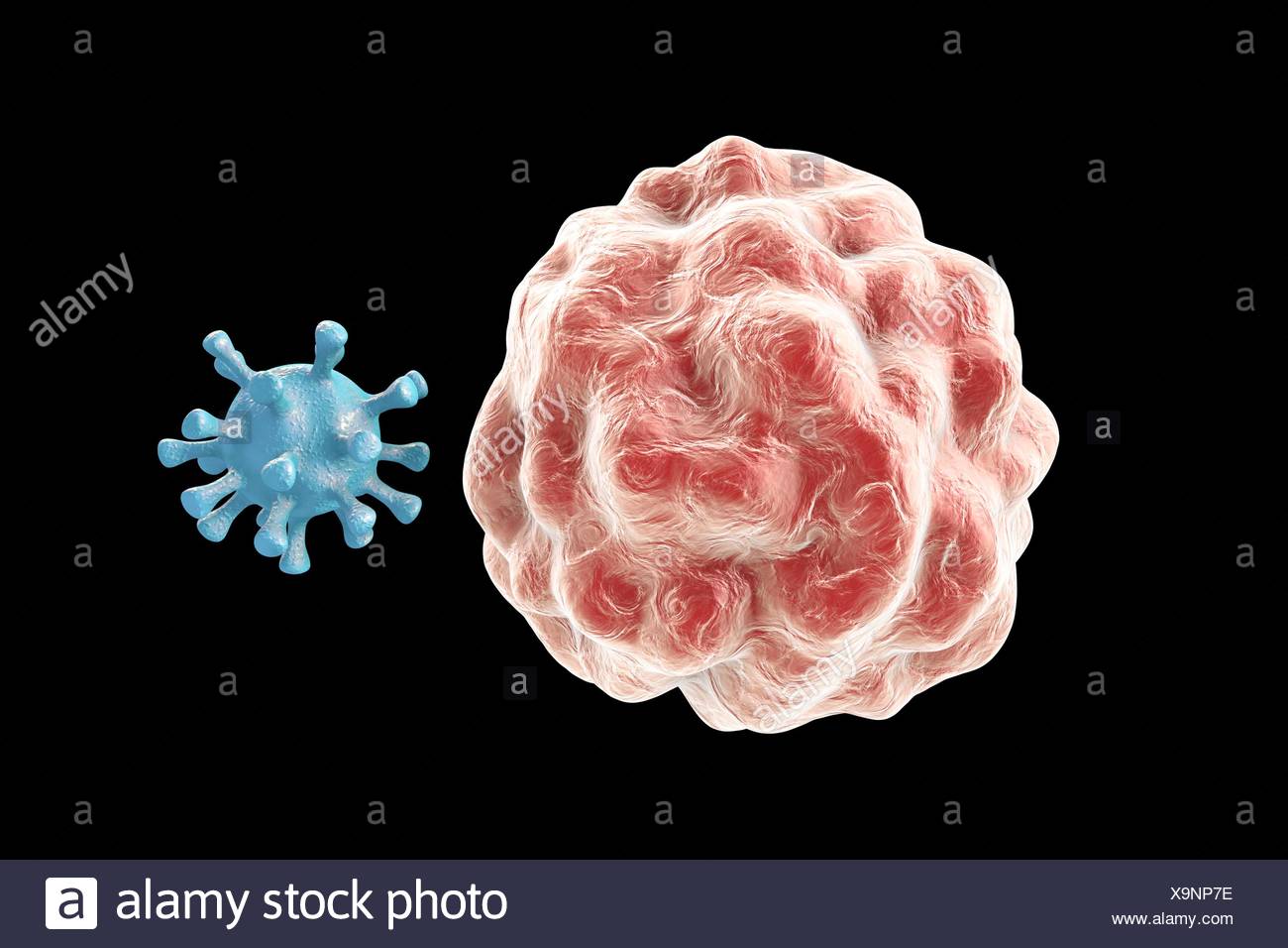 Lymphocyte High Resolution Stock Photography and Images - Alamy