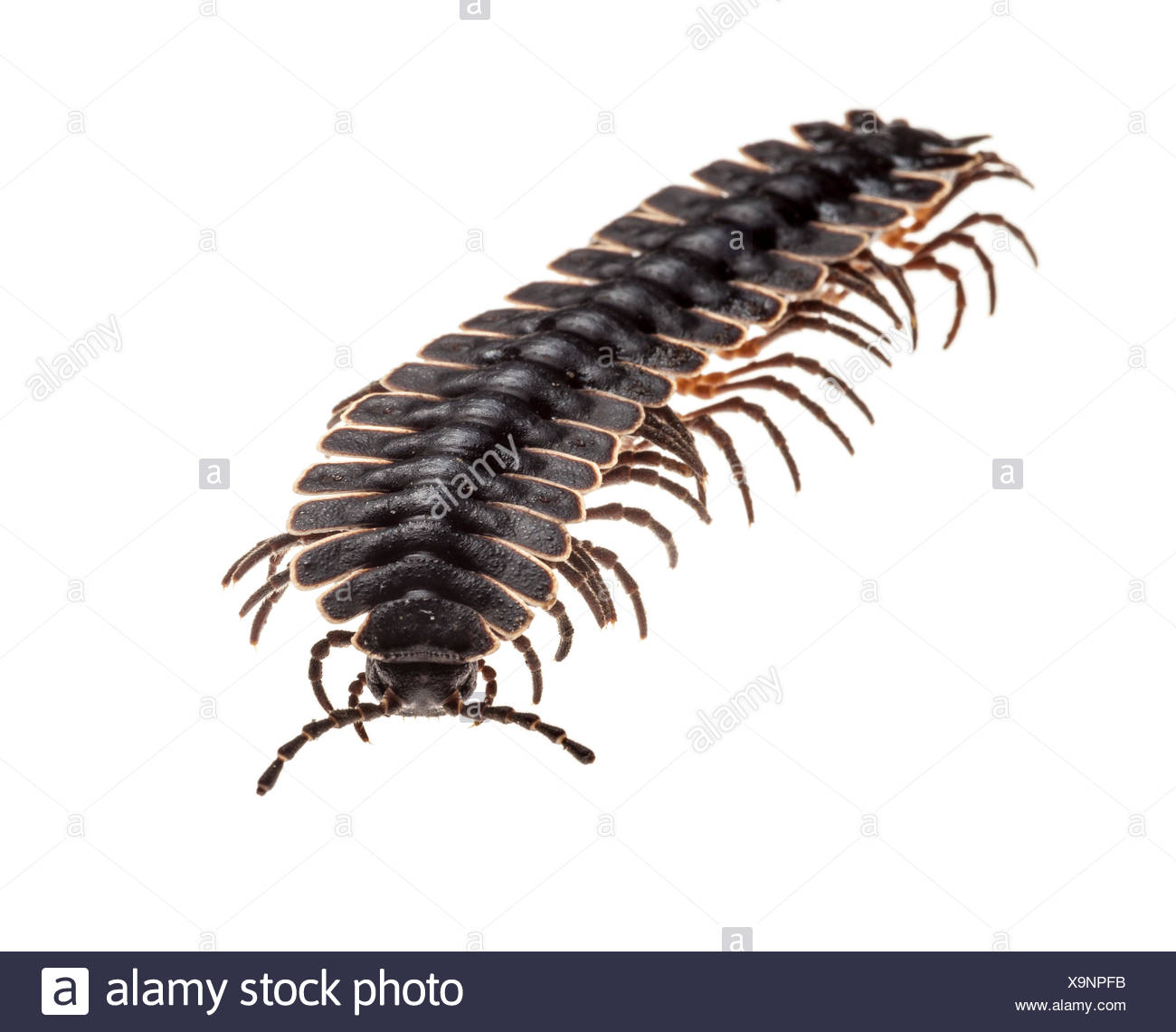 Black Diplopoda Arthropod High Resolution Stock Photography and Images ...