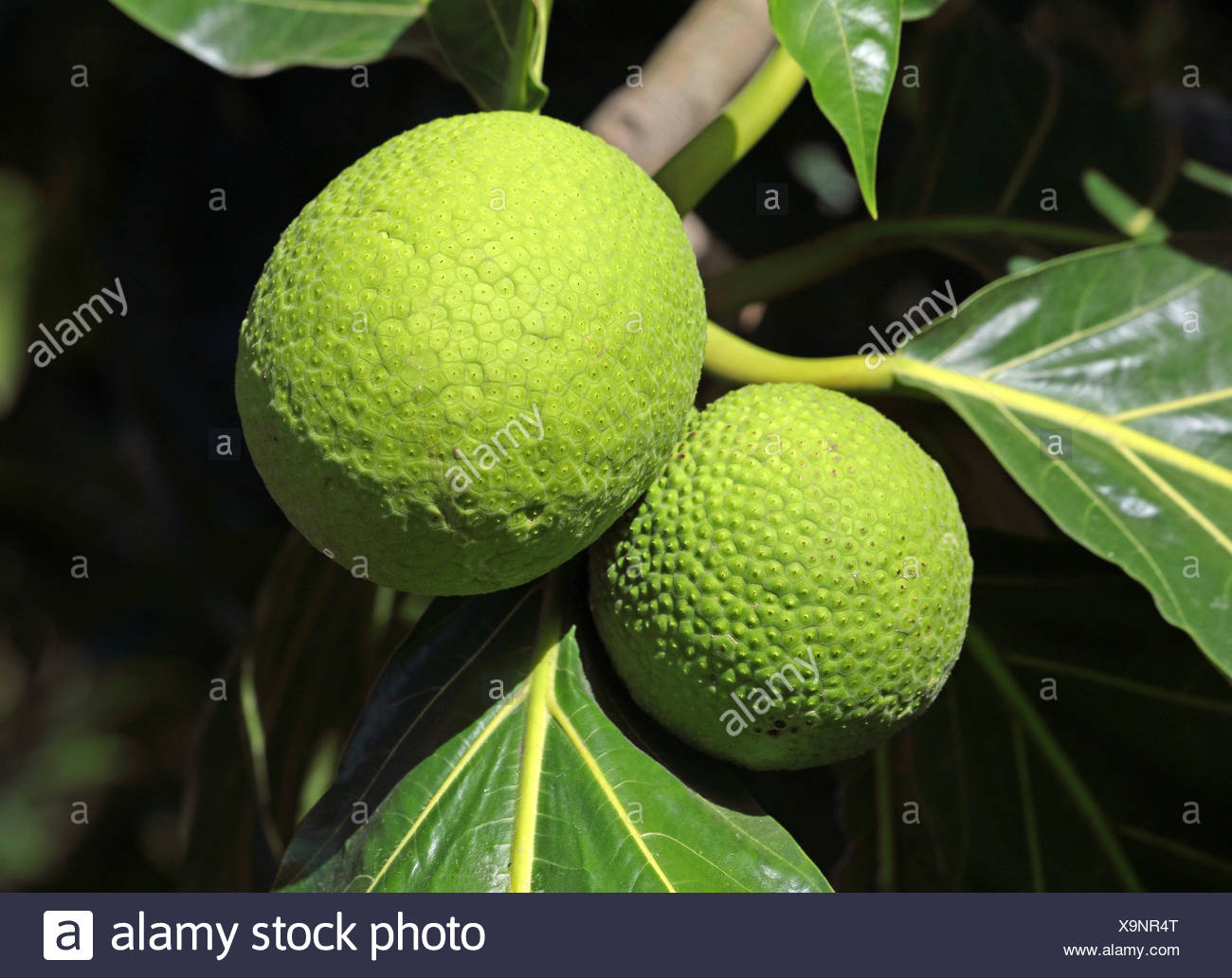 Breadfruits Stock Photos & Breadfruits Stock Images - Alamy