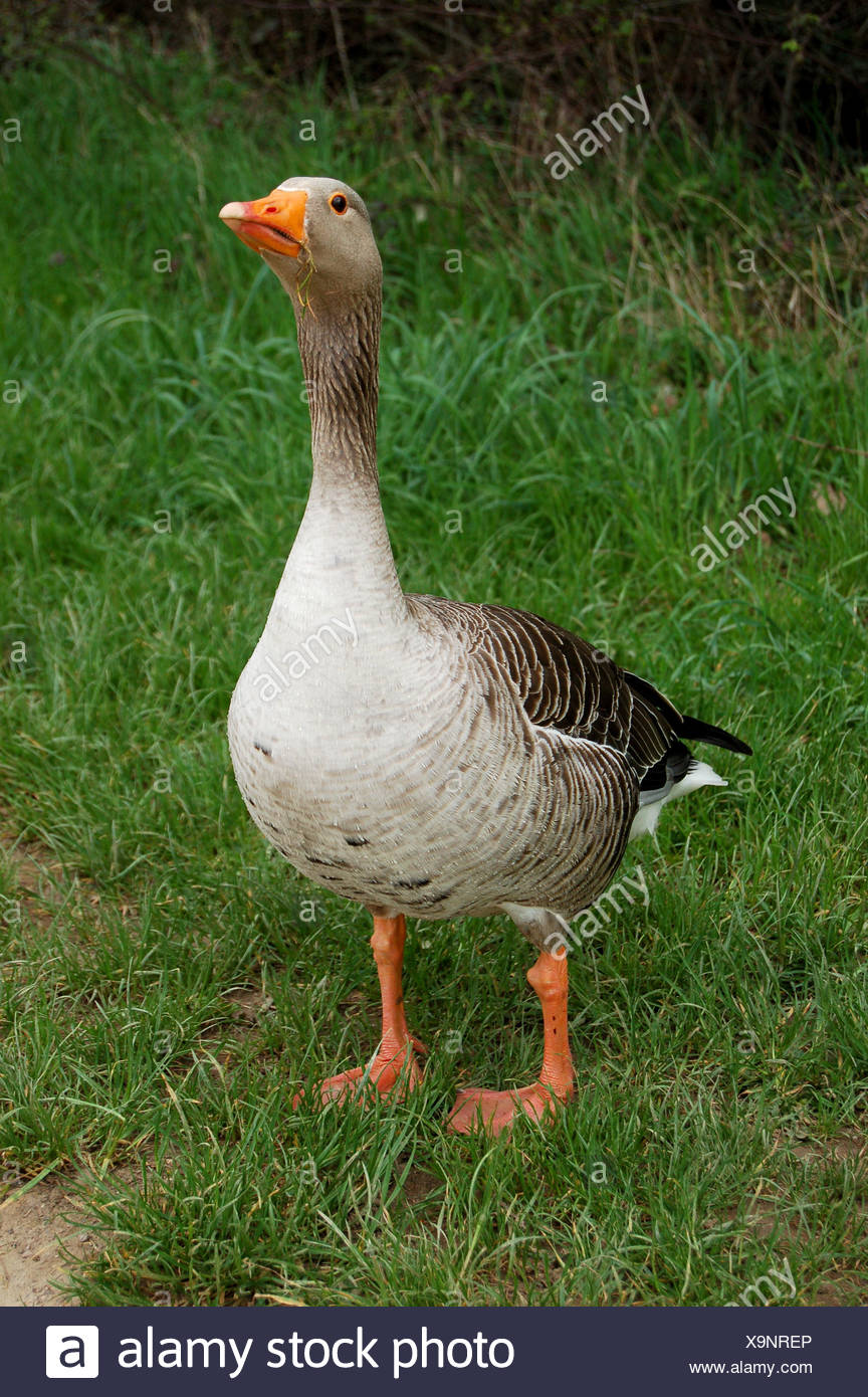 Webbed Bird Feet High Resolution Stock Photography and Images - Alamy