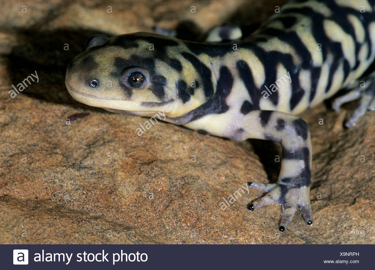Tiger Salamander, Ambystoma Tigrinum High Resolution Stock Photography ...