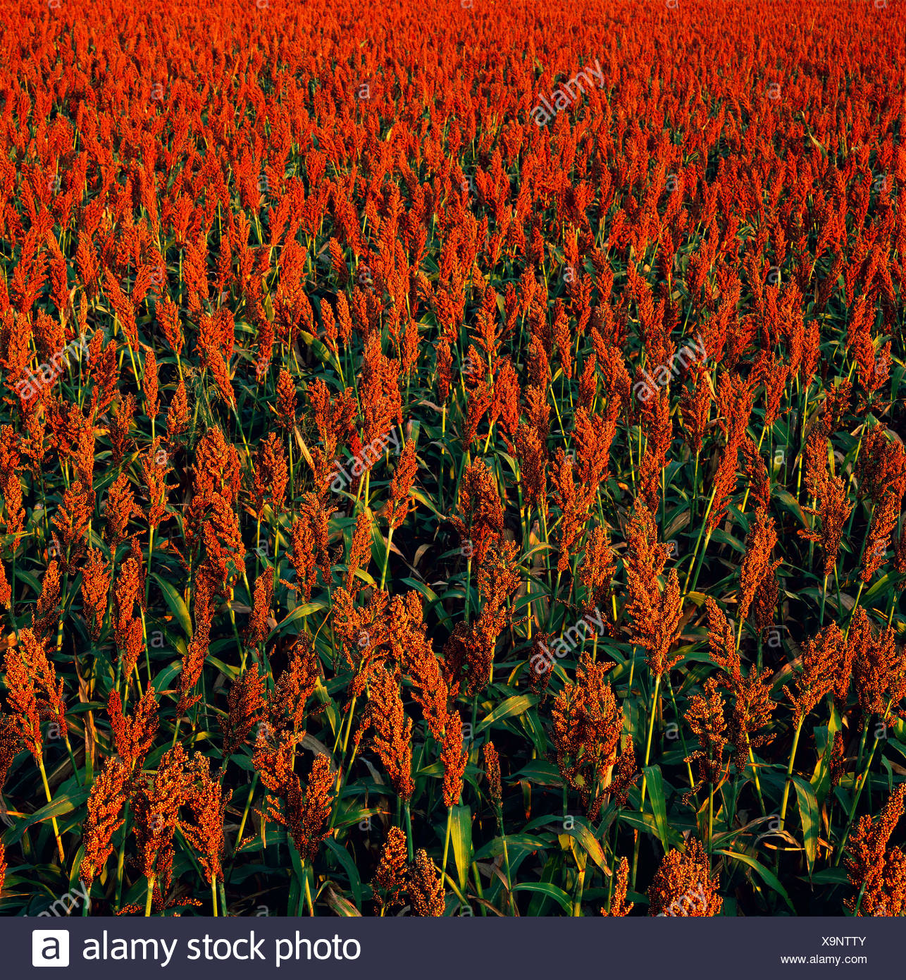 Sorghum Field High Resolution Stock Photography and Images - Alamy
