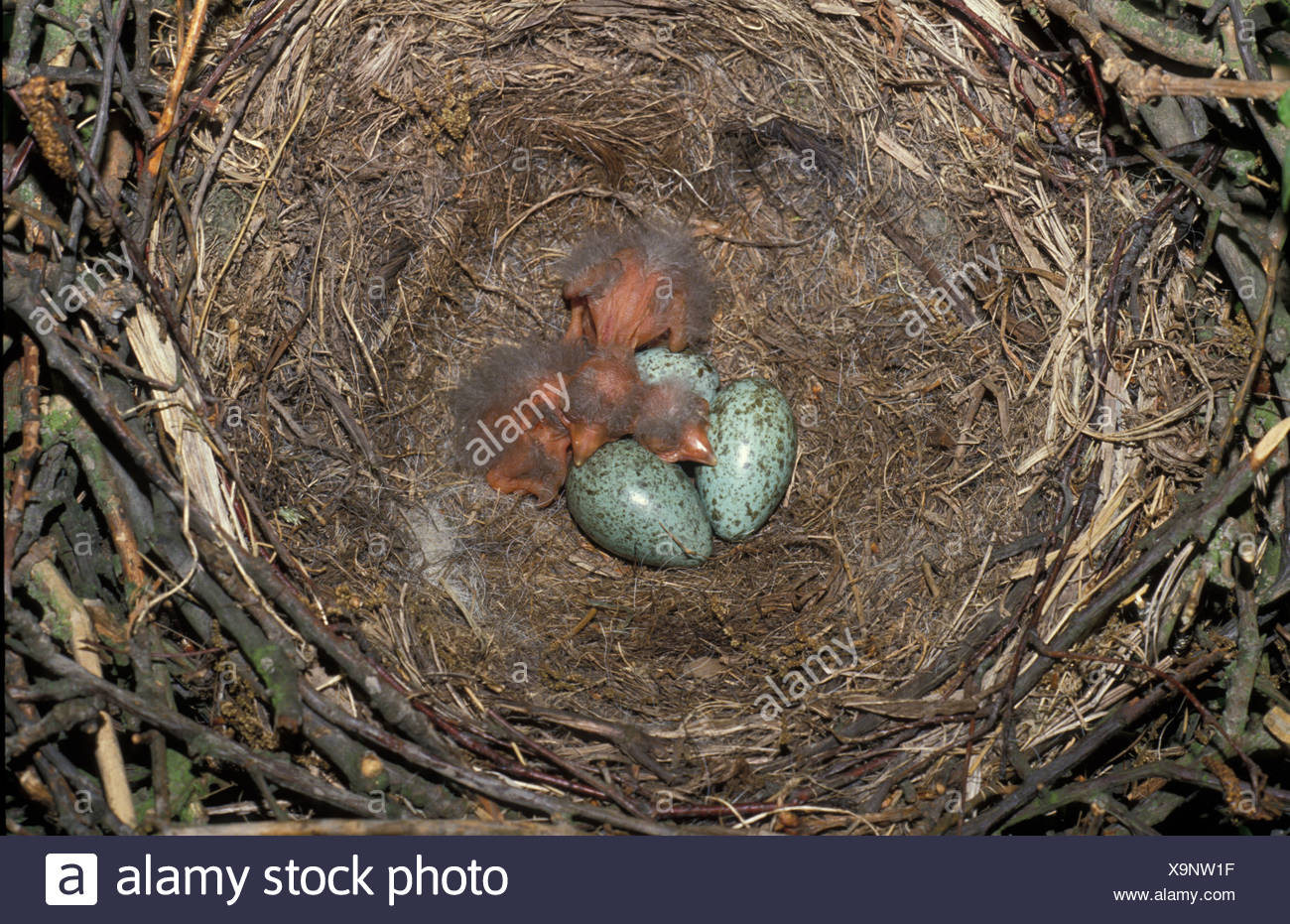 Carrion Crow Nest High Resolution Stock Photography and Images - Alamy