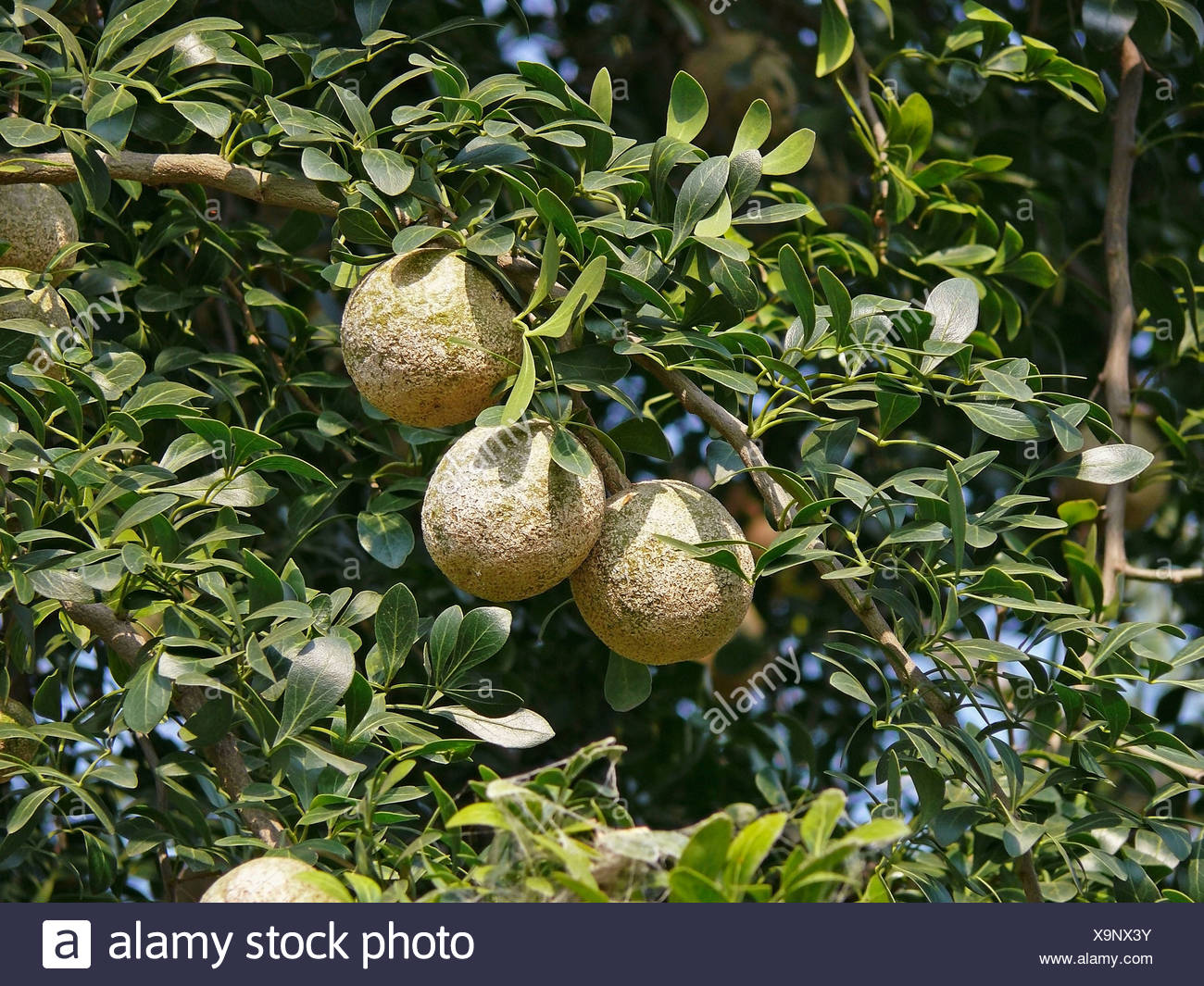 Feronia High Resolution Stock Photography and Images - Alamy