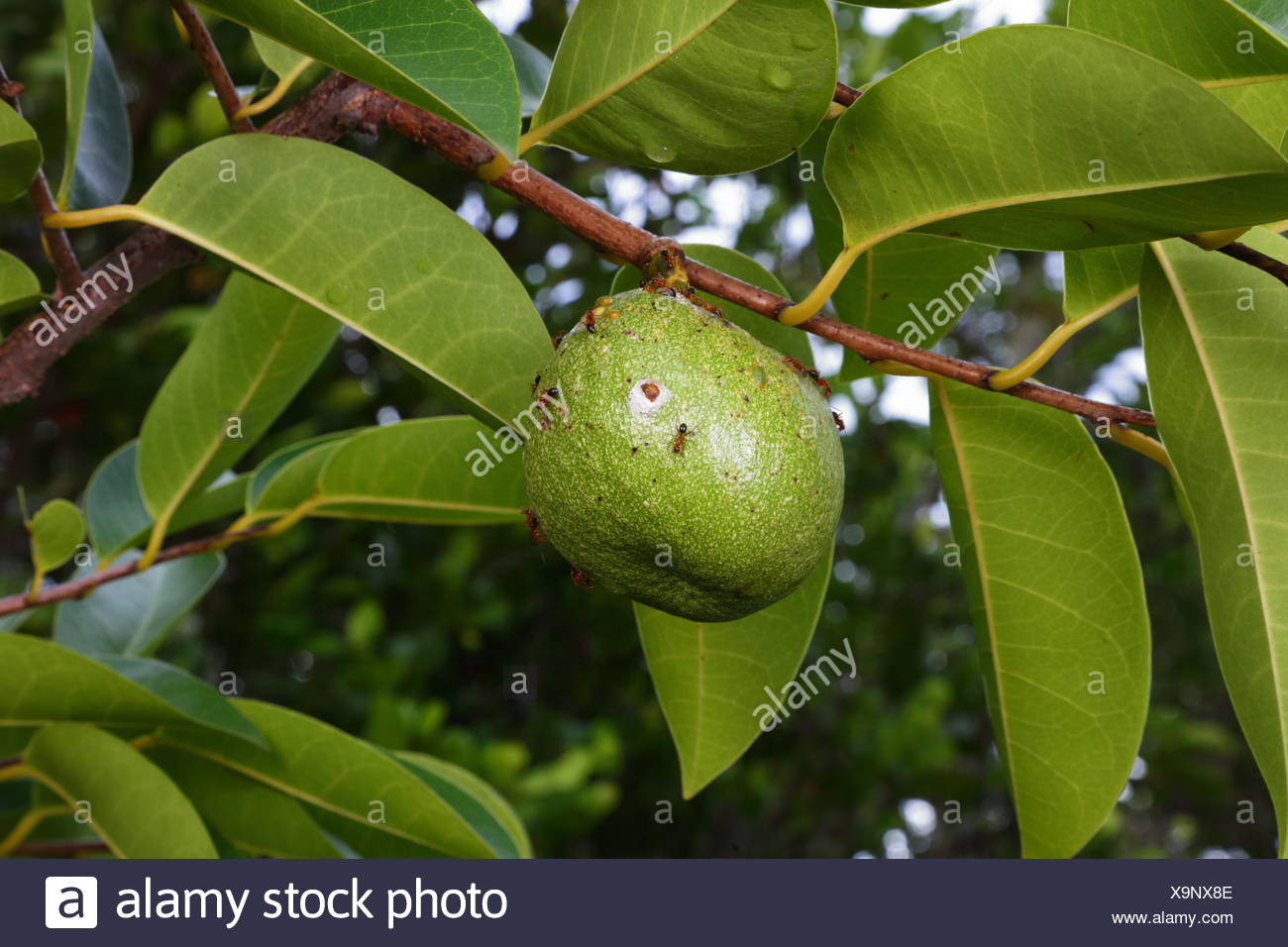 Glabra Stock Photos & Glabra Stock Images - Alamy