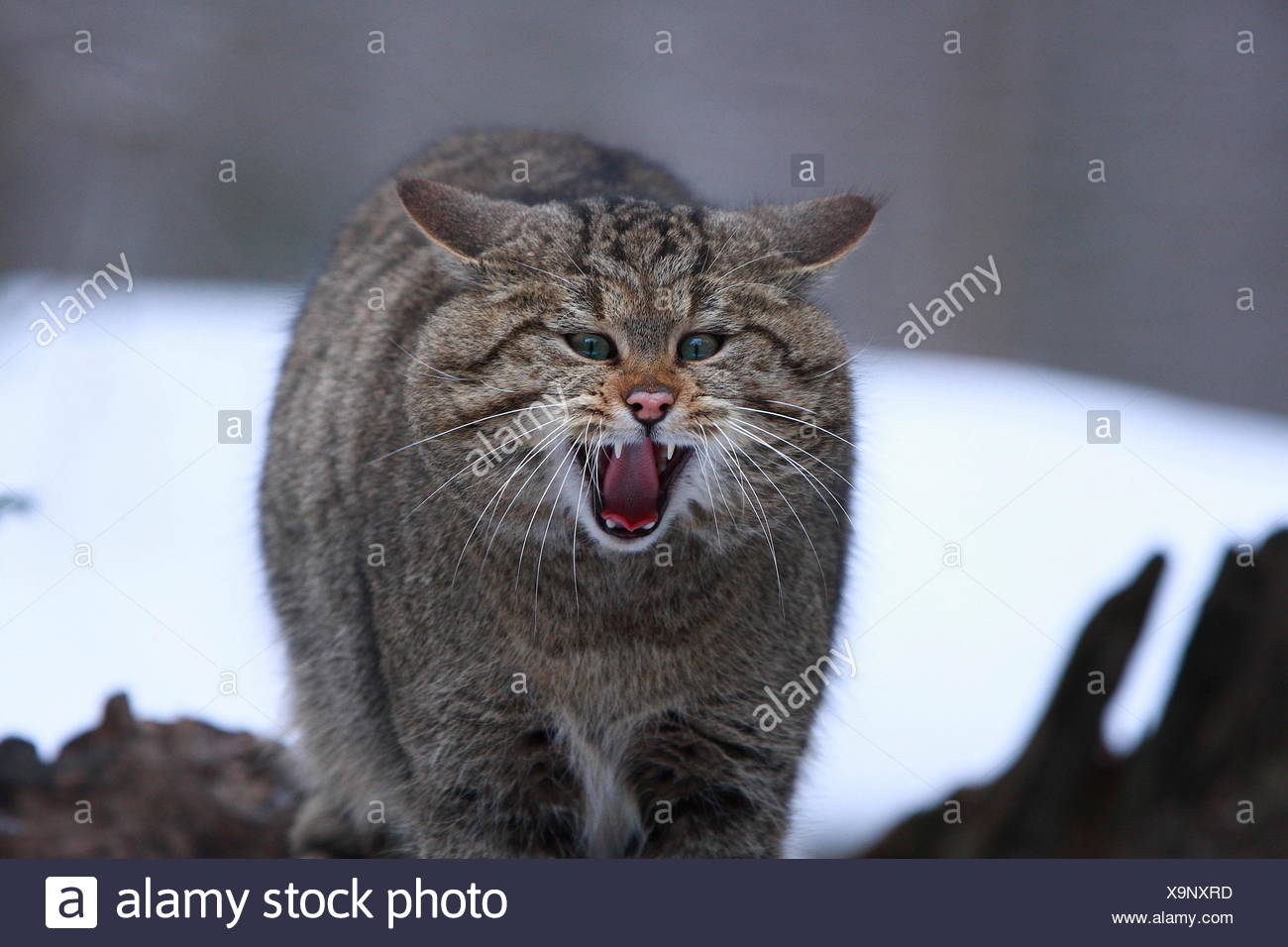Cat Hiss High Resolution Stock Photography and Images - Alamy