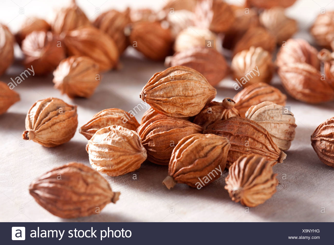 Amomum High Resolution Stock Photography and Images - Alamy