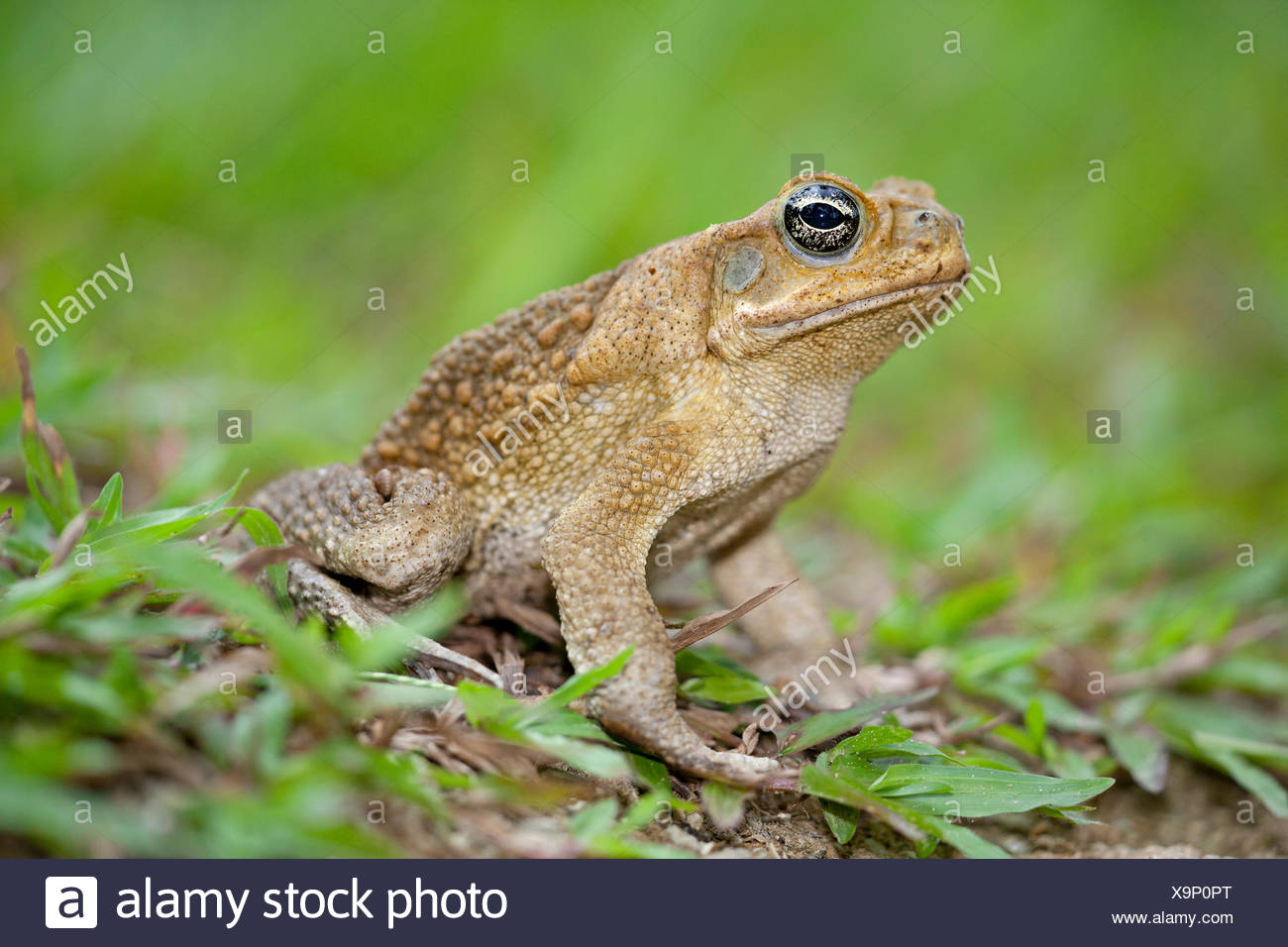 Cane Toad Stock Photos & Cane Toad Stock Images - Alamy