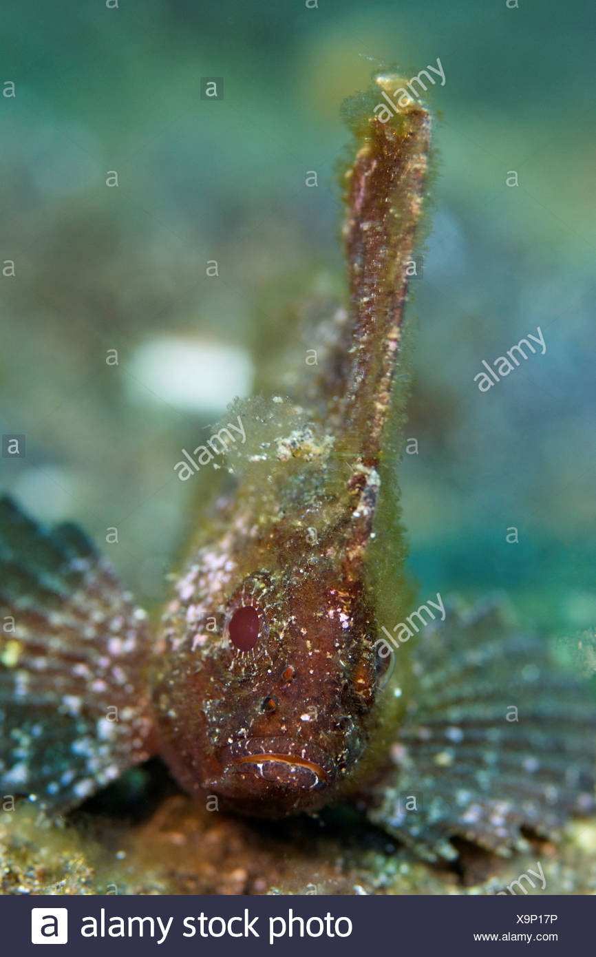 Cockatoo Waspfish Stock Photos & Cockatoo Waspfish Stock Images - Alamy