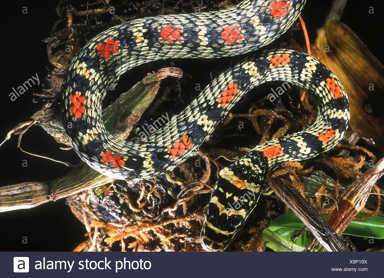 Flying Snake Chrysopelea High Resolution Stock Photography and Images ...