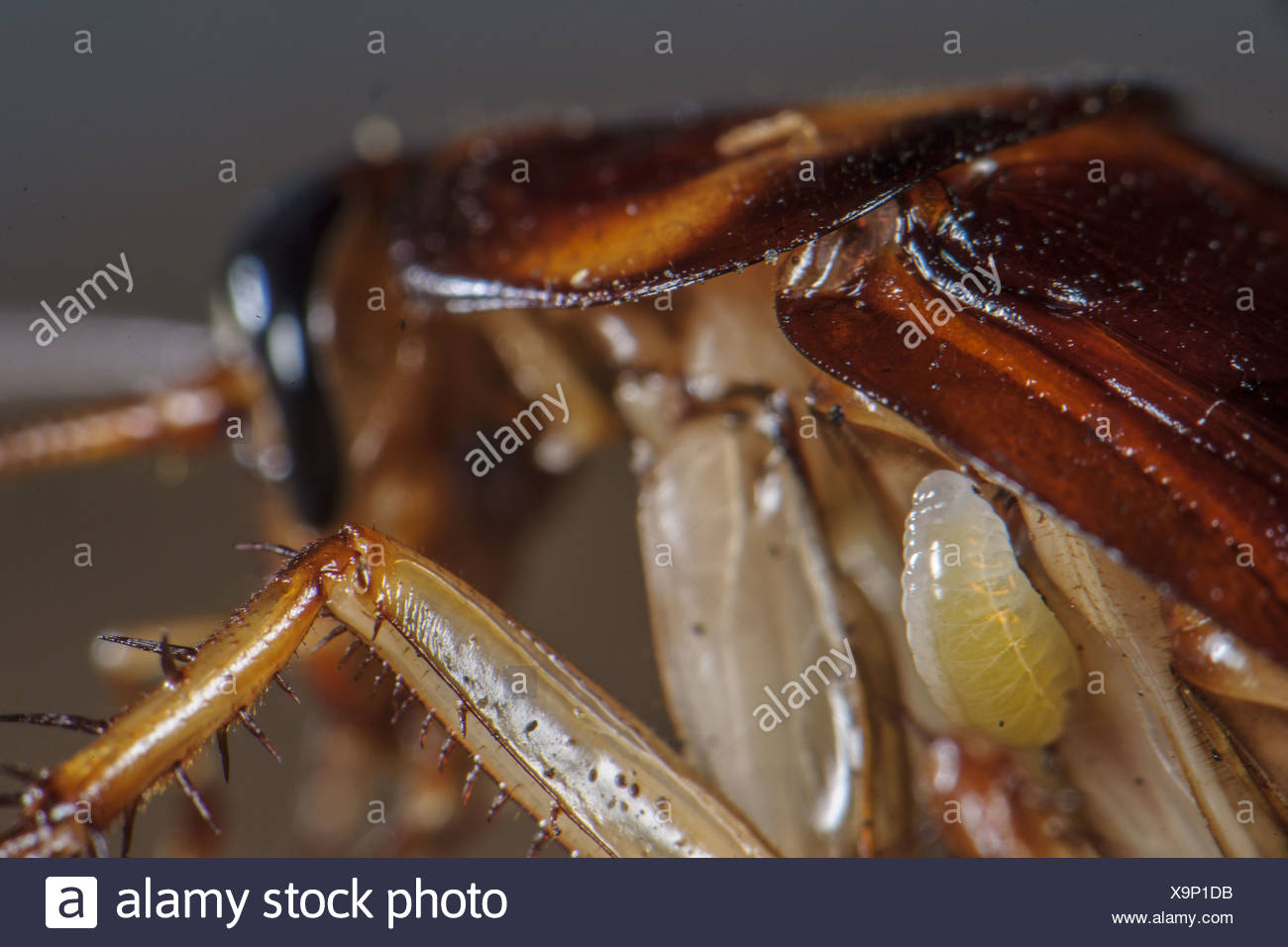 Cockroach Larvae Stock Photos & Cockroach Larvae Stock Images - Alamy