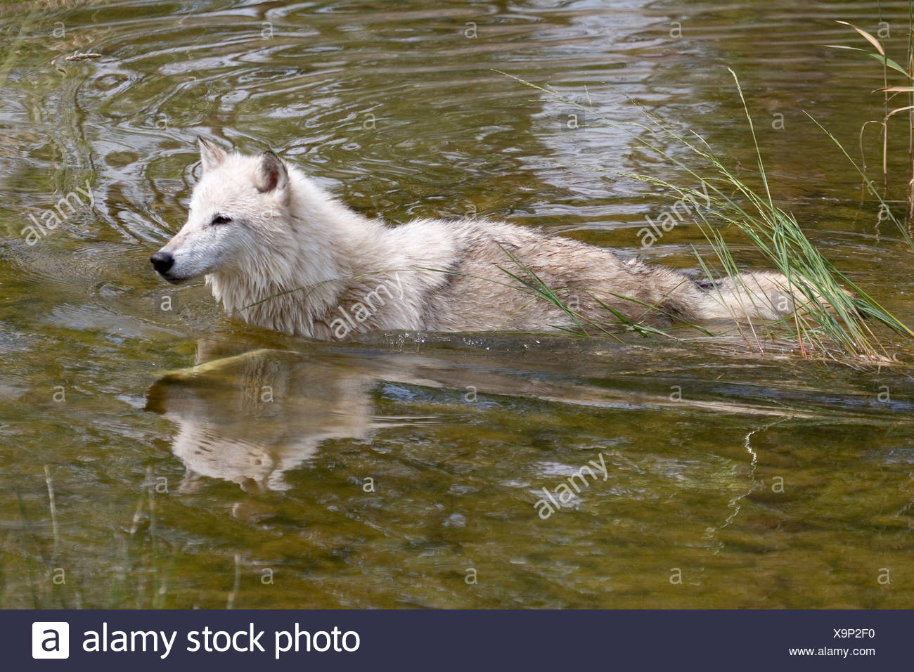 Wet Wolf High Resolution Stock Photography and Images - Alamy