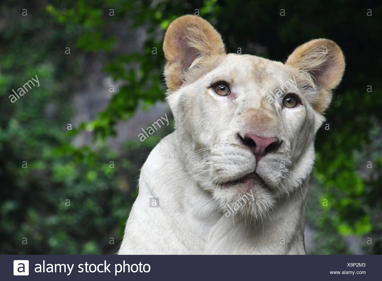 White Lion Lioness Stock Photos & White Lion Lioness Stock Images - Alamy