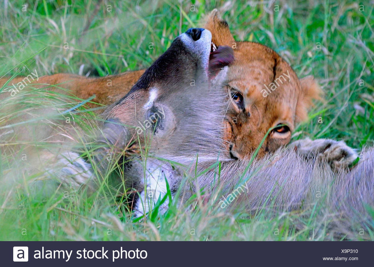Destroying Stock Photos & Destroying Stock Images - Alamy