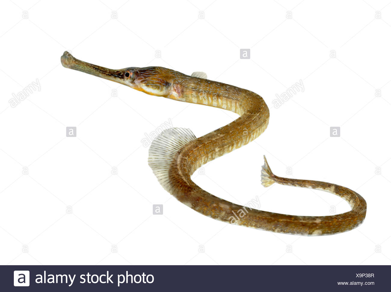 Greater Pipefish High Resolution Stock Photography and Images - Alamy