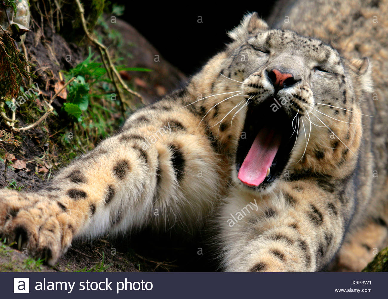 Leopard Stretching High Resolution Stock Photography and Images - Alamy