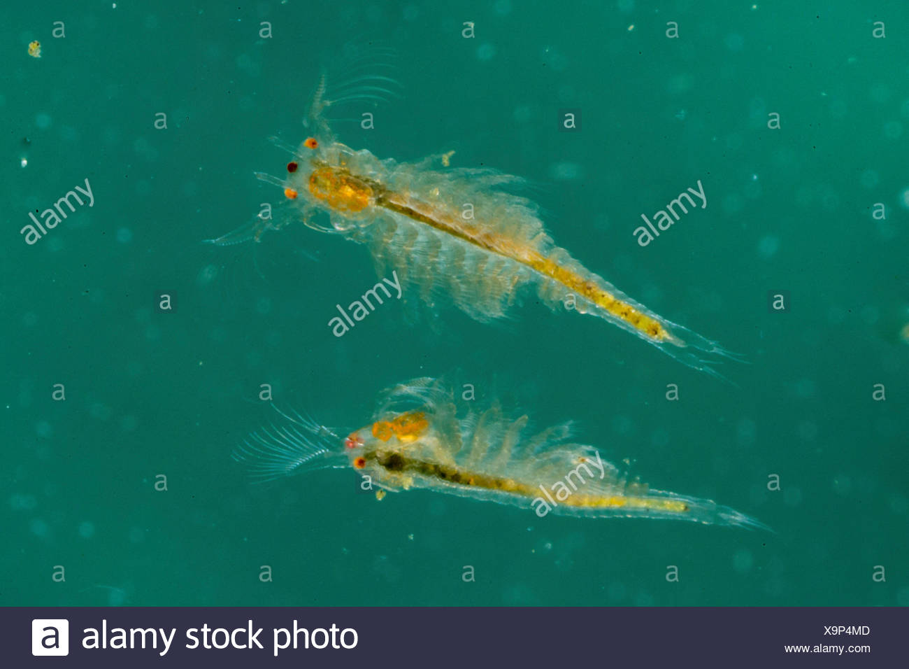 Phyllopod Stock Photos & Phyllopod Stock Images - Alamy
